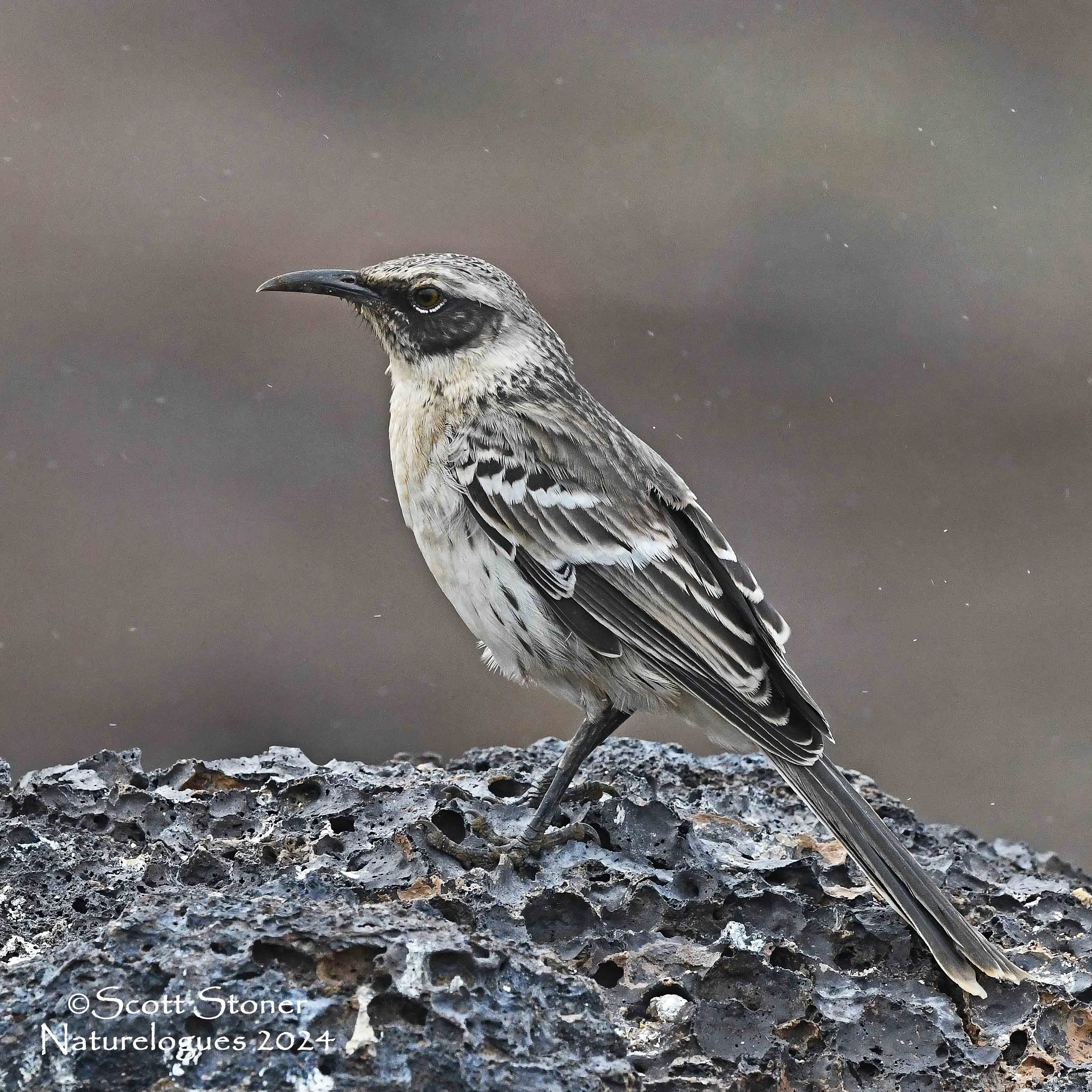 Mockingbirds of the Galapagos - by Scott Stoner