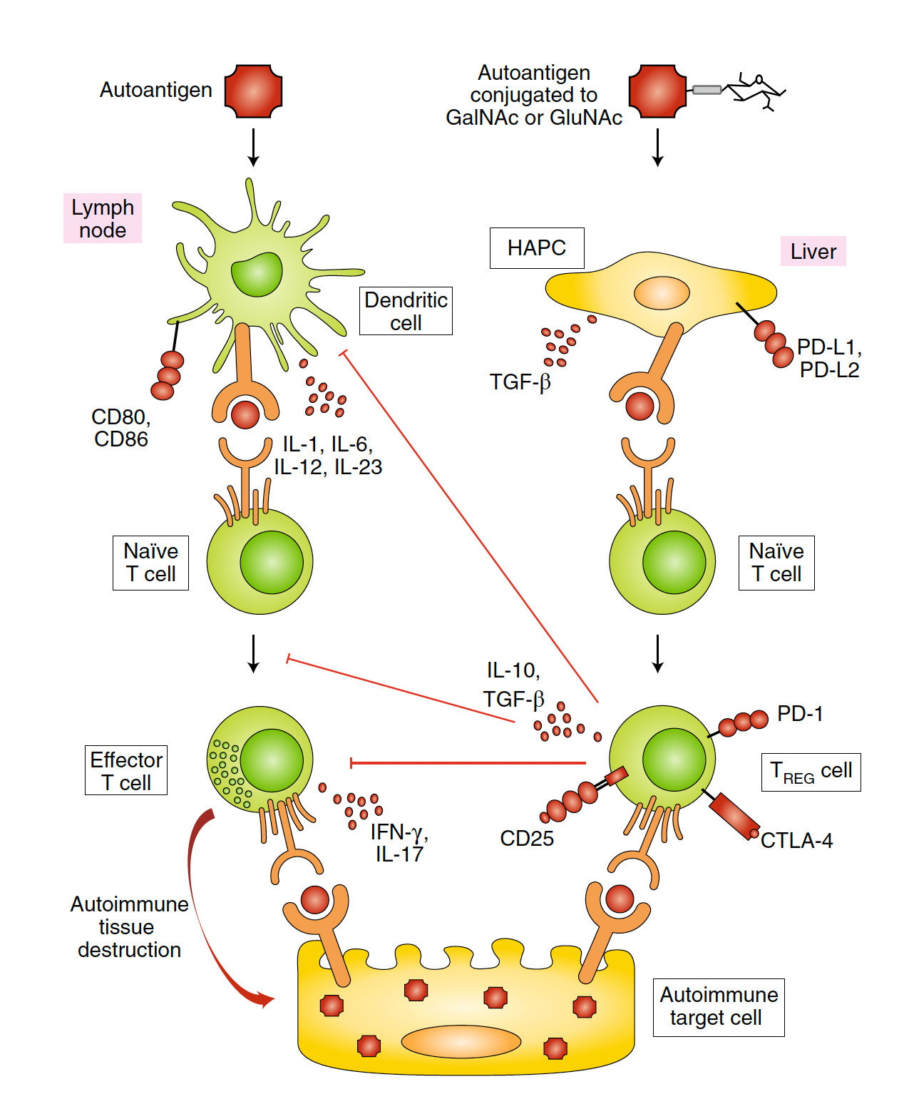 An Exciting New Approach to Autoimmune Diseases