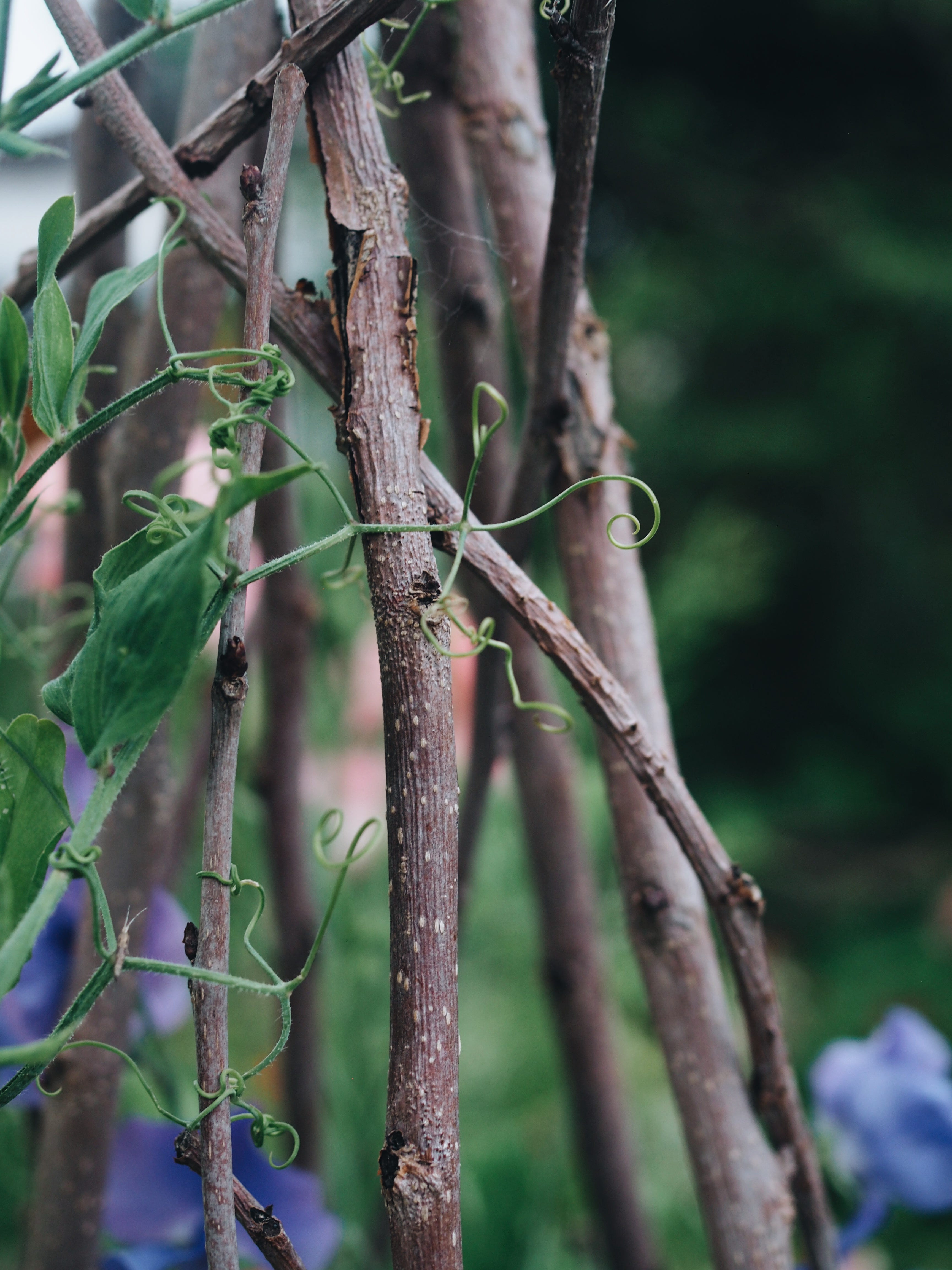 How to grow perfect sweet peas - by Casey Lister