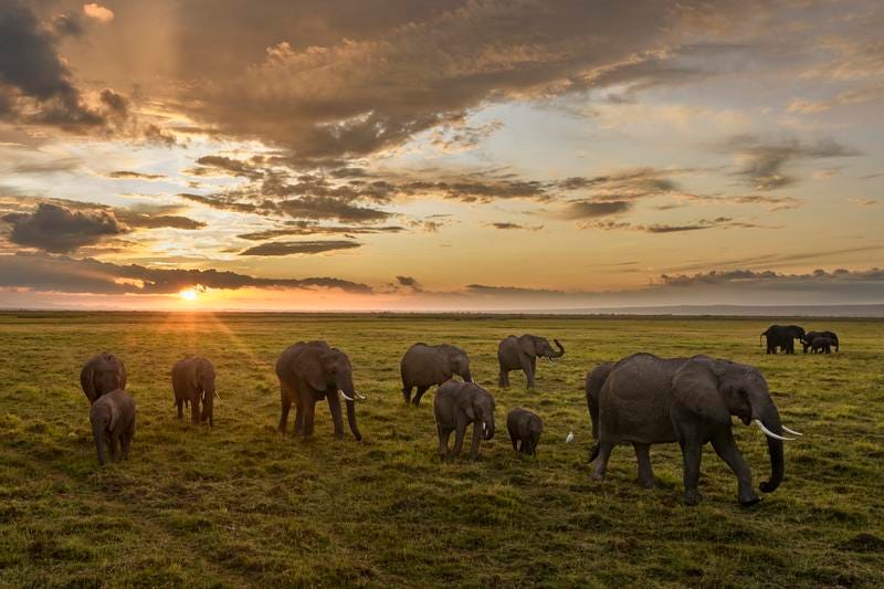 A Queen for Queens. - Scenes In Color Source