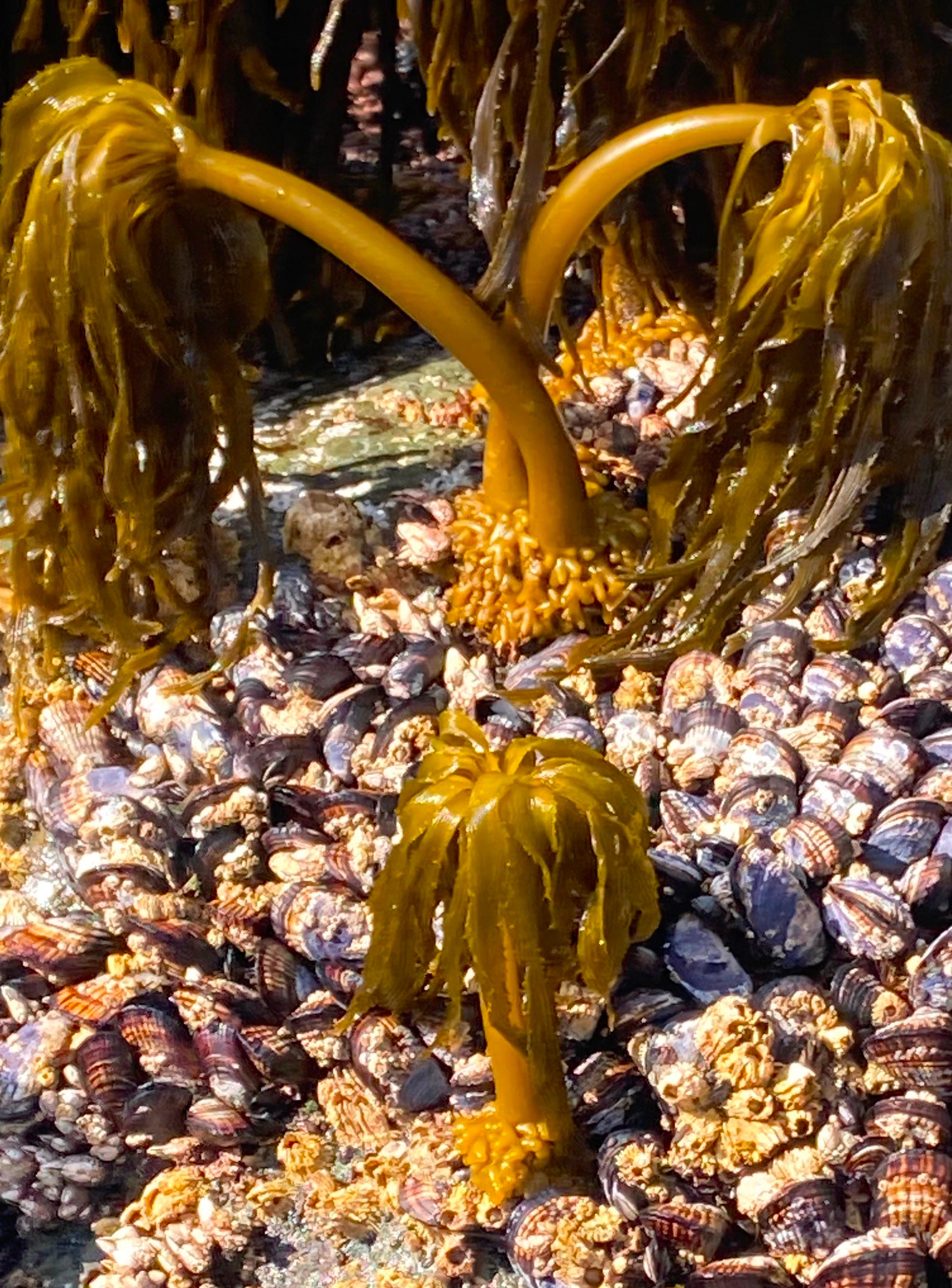 The Art of Underwater Adhesion: Seaweed Holdfasts