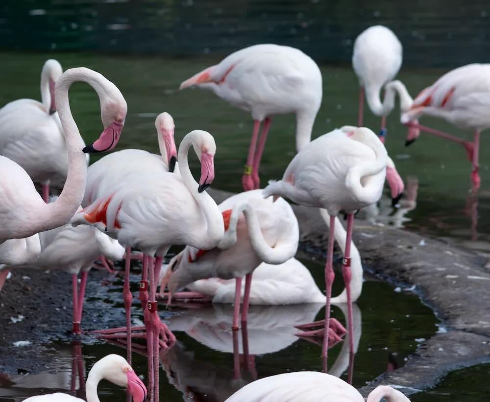 Bird of the Week: These Ten Gay Birds - by Jack Mirkinson