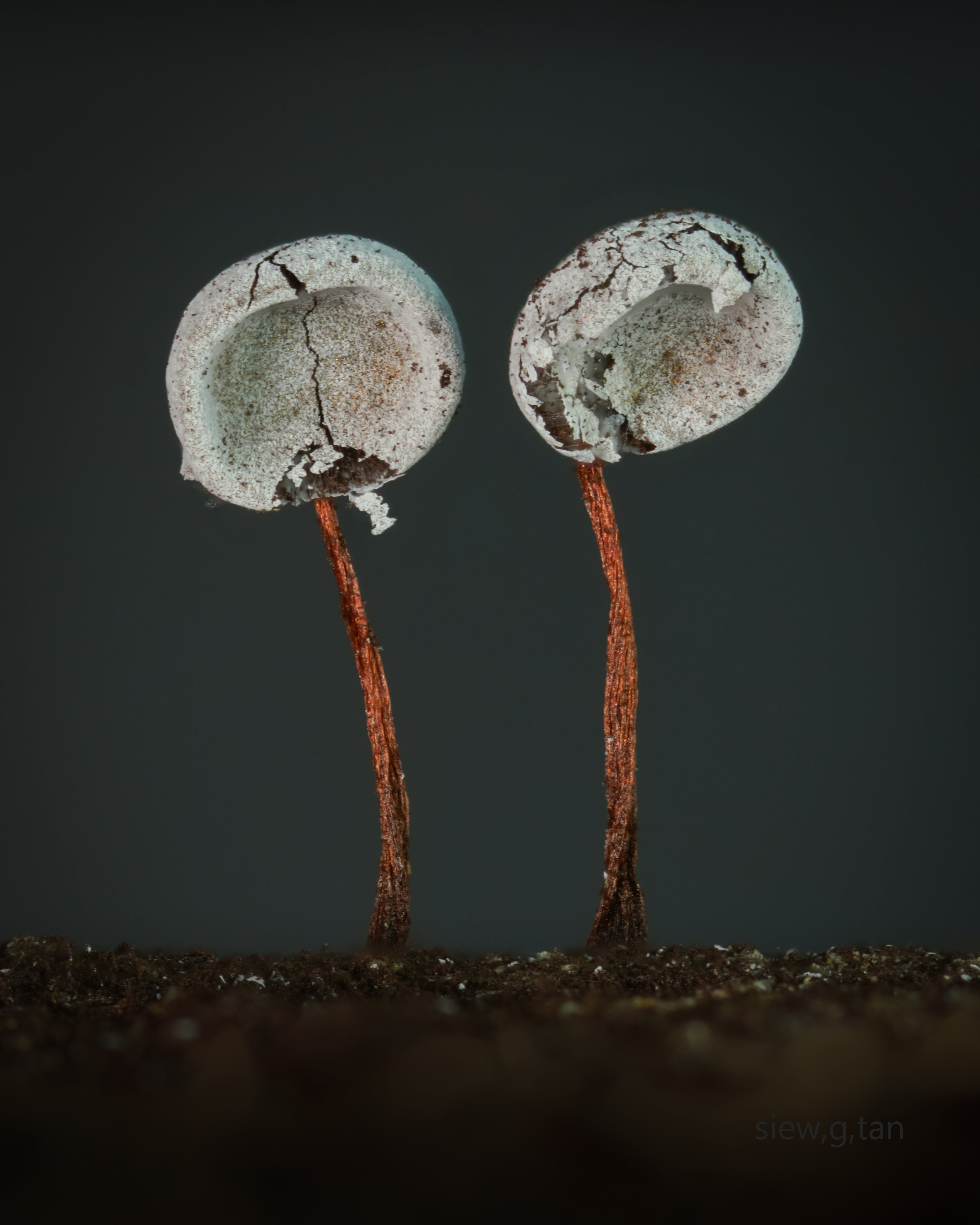 Bringing Slime Molds Into Focus: Myxomycete Photography with Gim Siew Tan