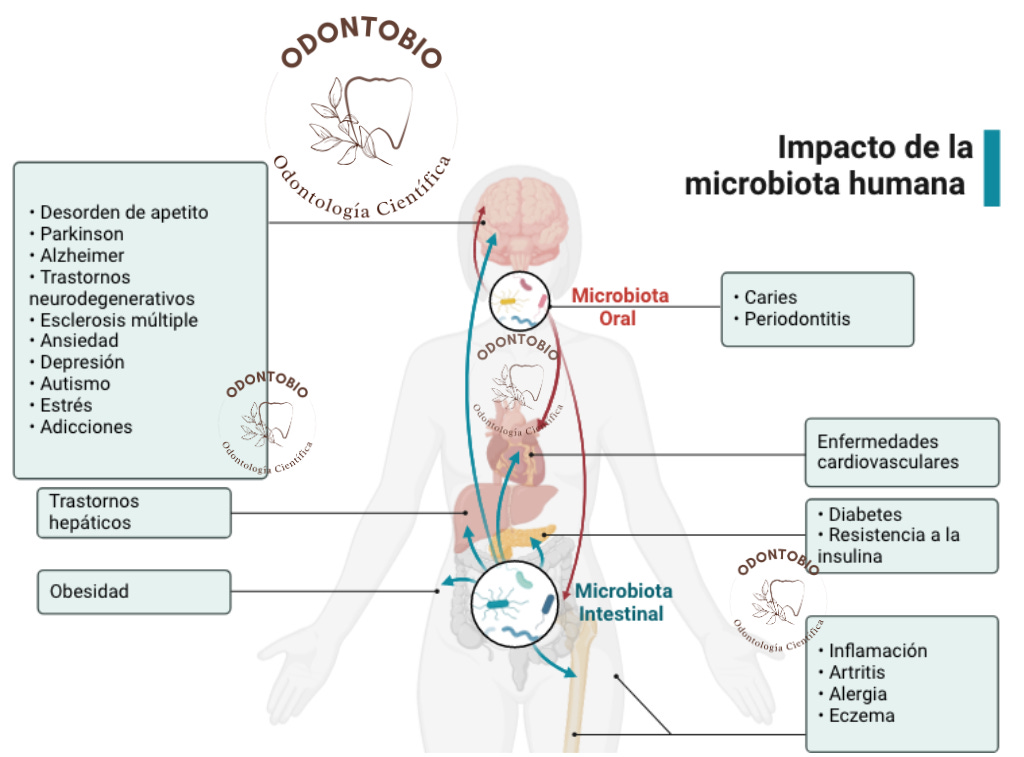 ¿Qué sabemos sobre la MICROBIOTA? - by OdontoBio