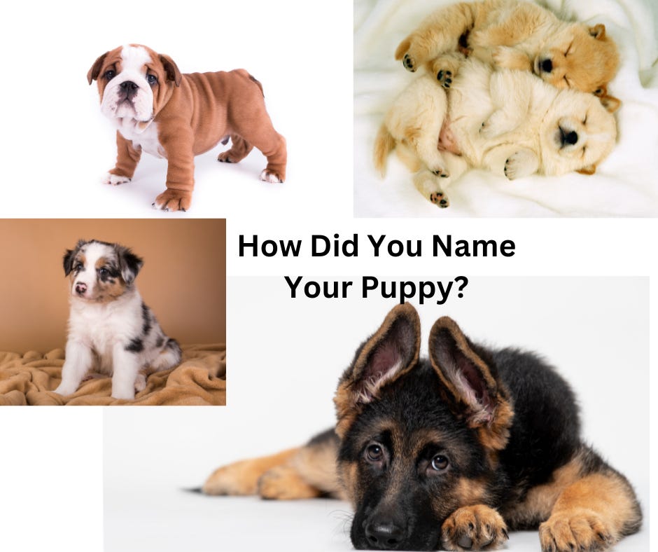 How Did You Choose Your Puppy's Name? - by Sue Senger