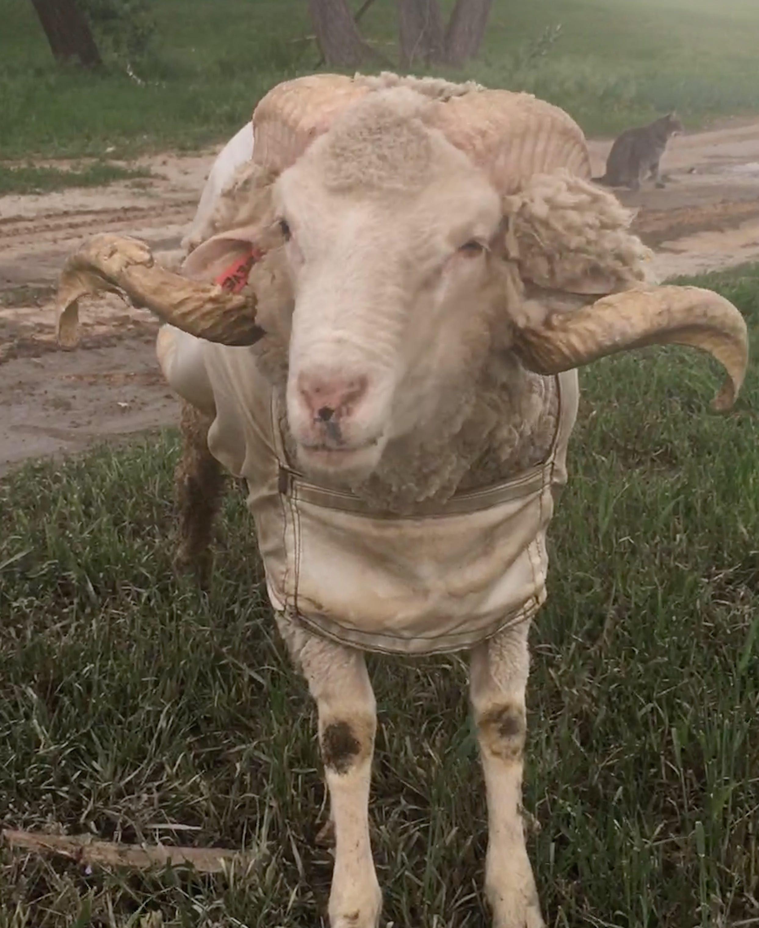 So You Want to Raise Some Sheep - Fat Turkey Farm