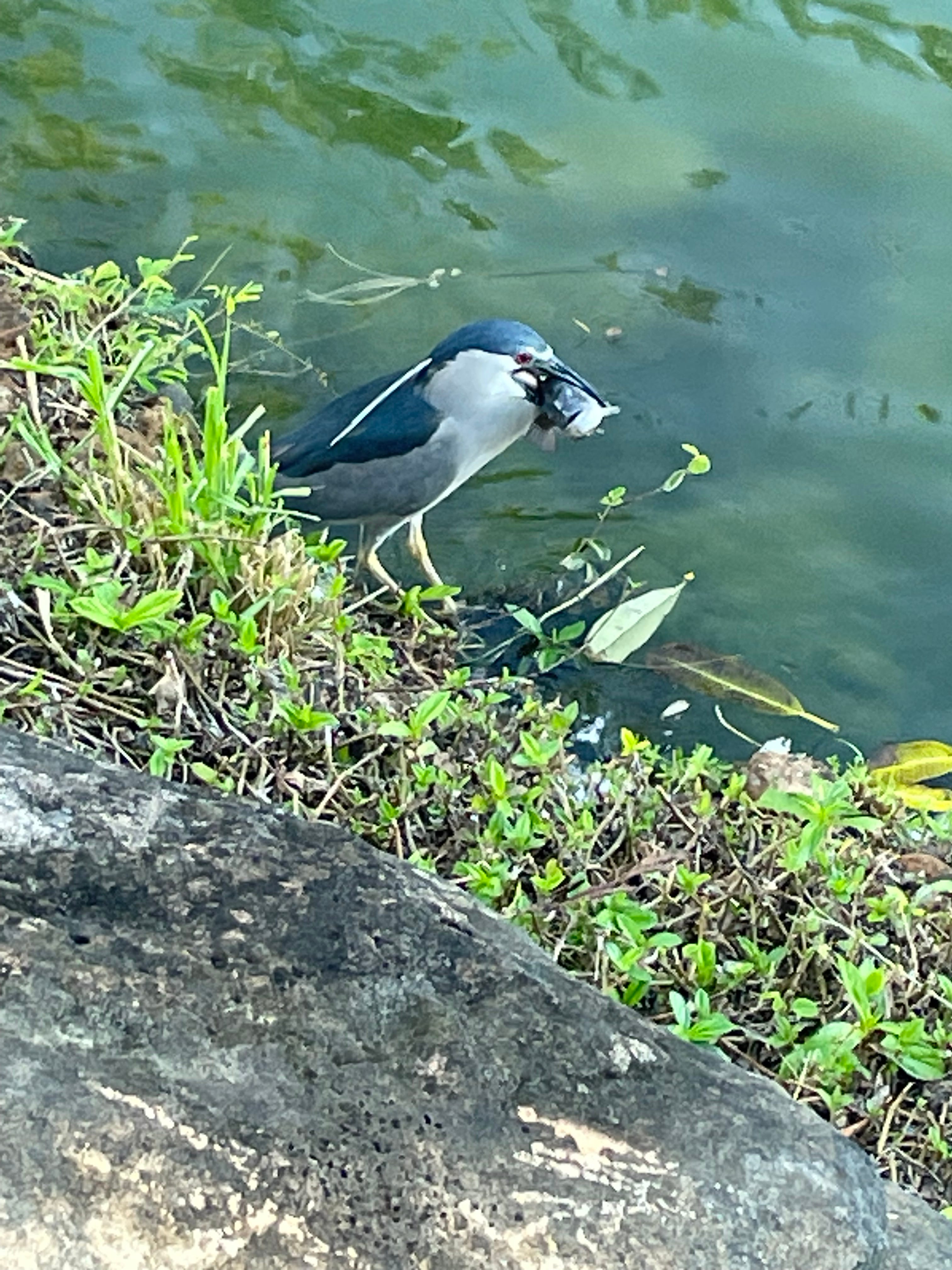Life and Death in a Hawaiian Lagoon - by Greg Patent