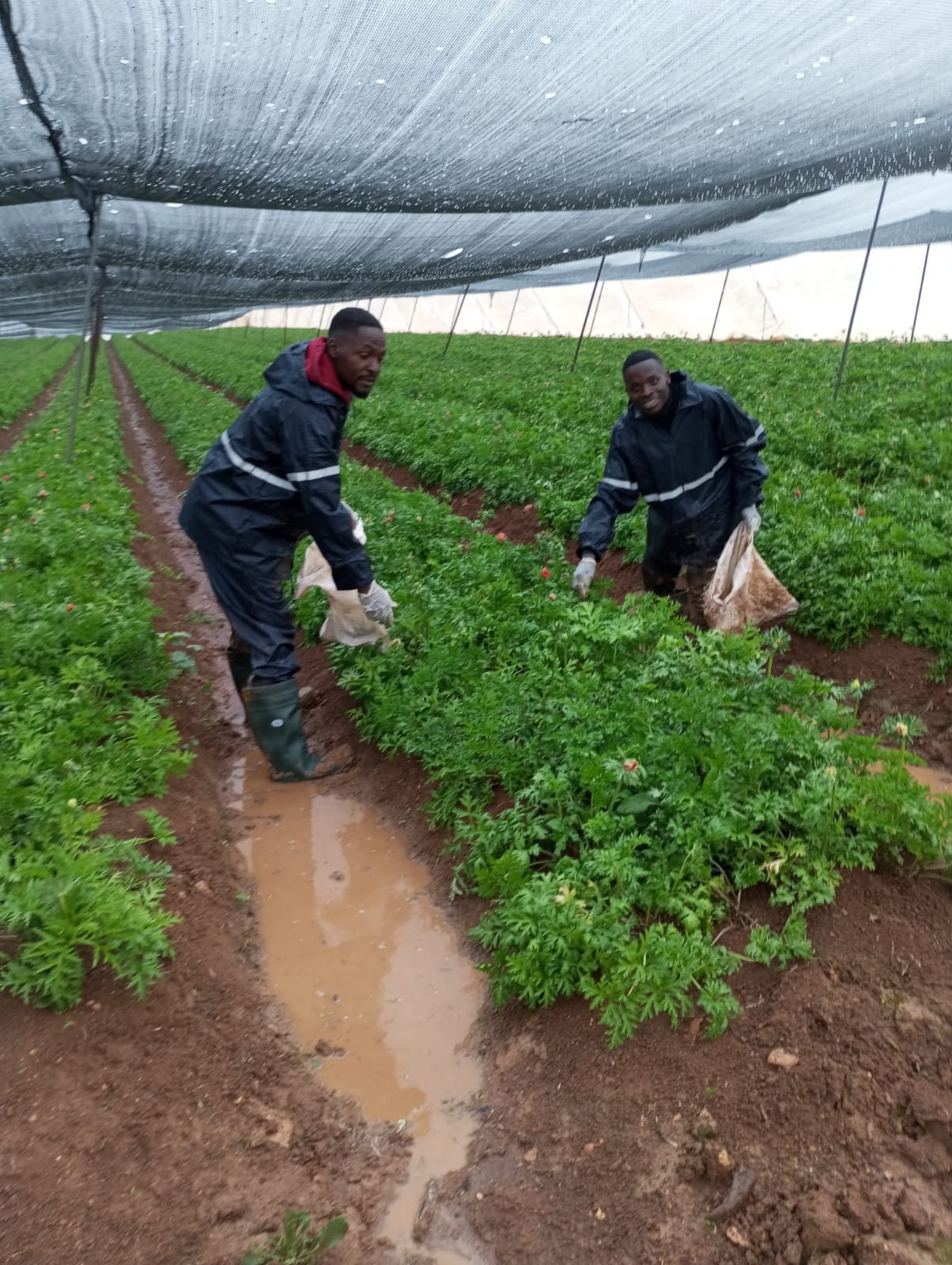 Israel is headhunting Malawian workers - The Continent