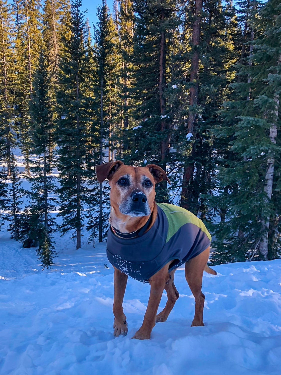 PNC-27 Peptides in the Ruby Protocol: A Cancer-Fighting Breakthrough?