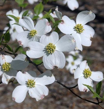 The Top Trees of St. Mary's University - by Aaron Courts