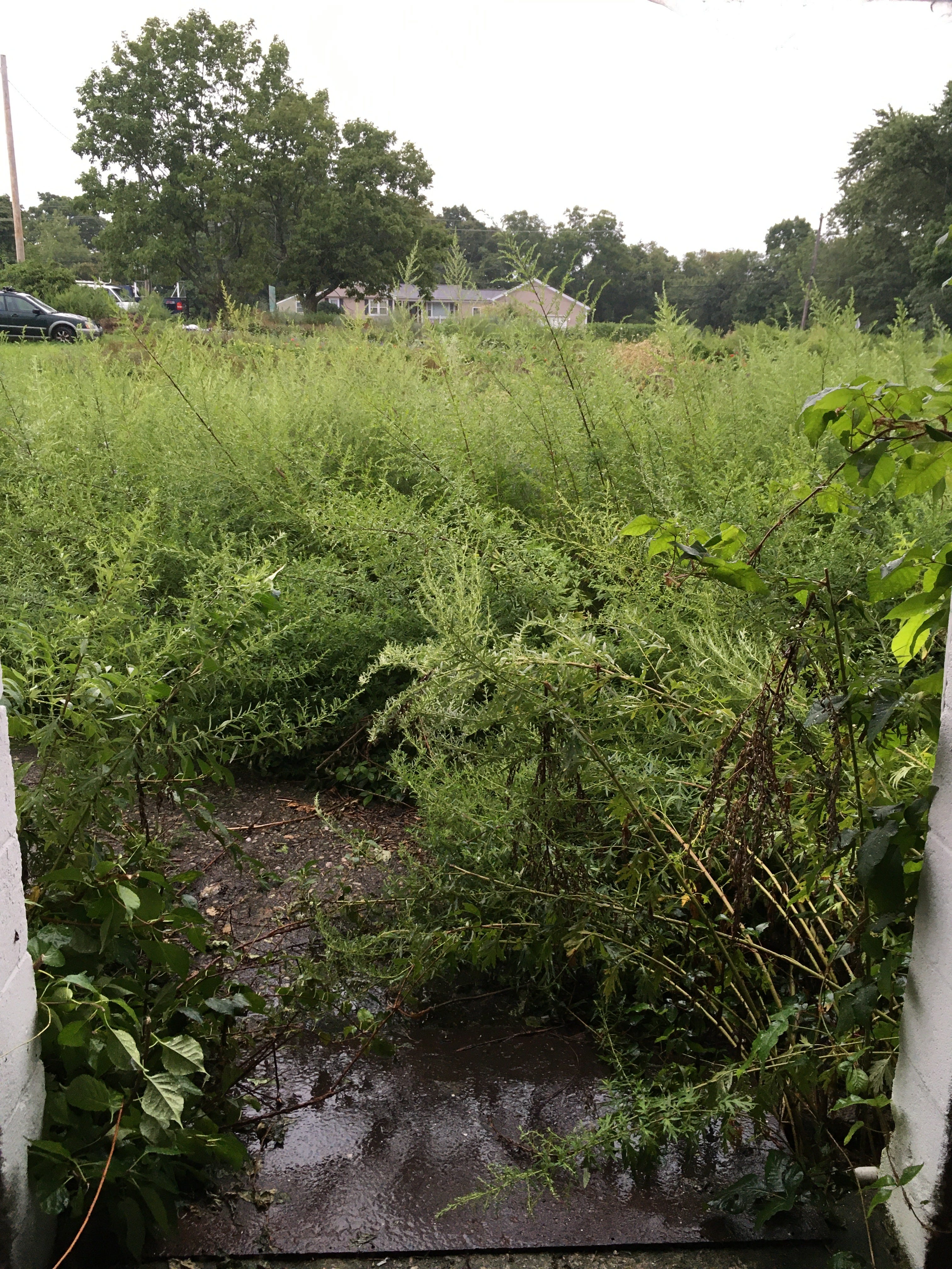 barn poem - lizzie’s Substack