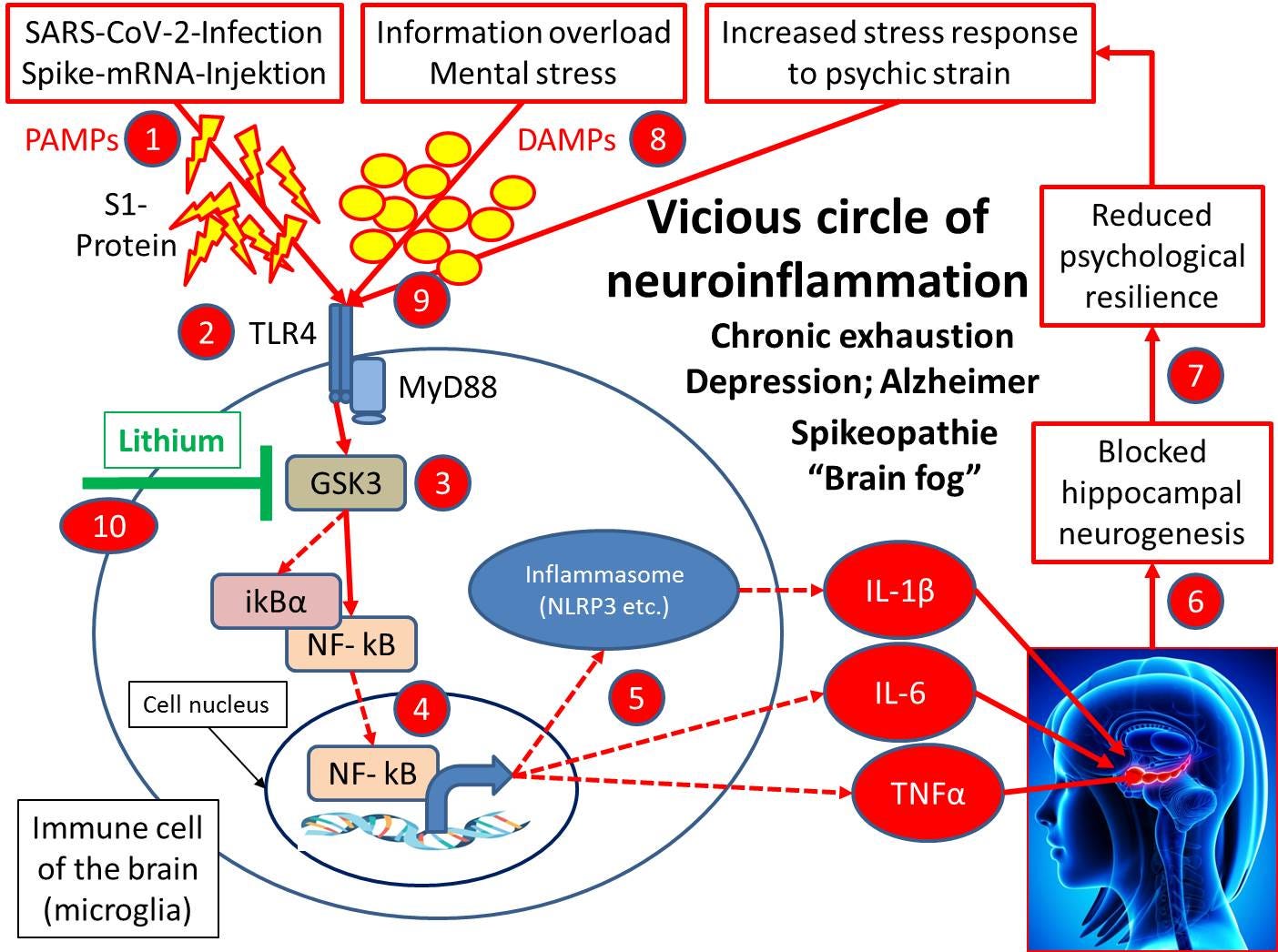 Lithium, the Essential Trace Element