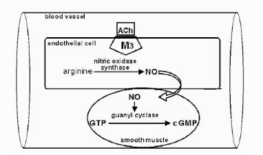 Neurotransmissores e receptores colinérgicos - Transmissão Colinérgica
