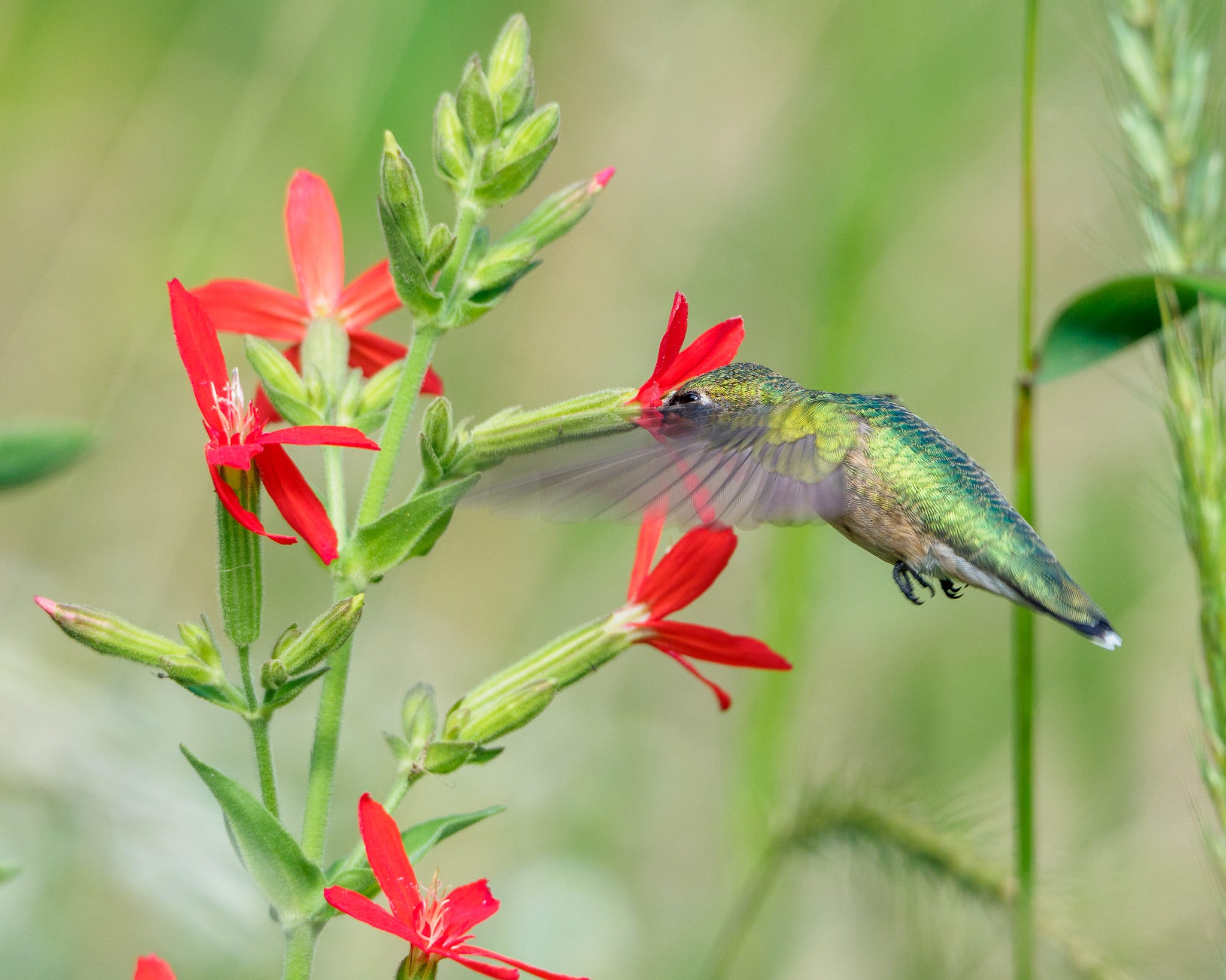 Hummingbird & Plover - Adam's Bird Magazine