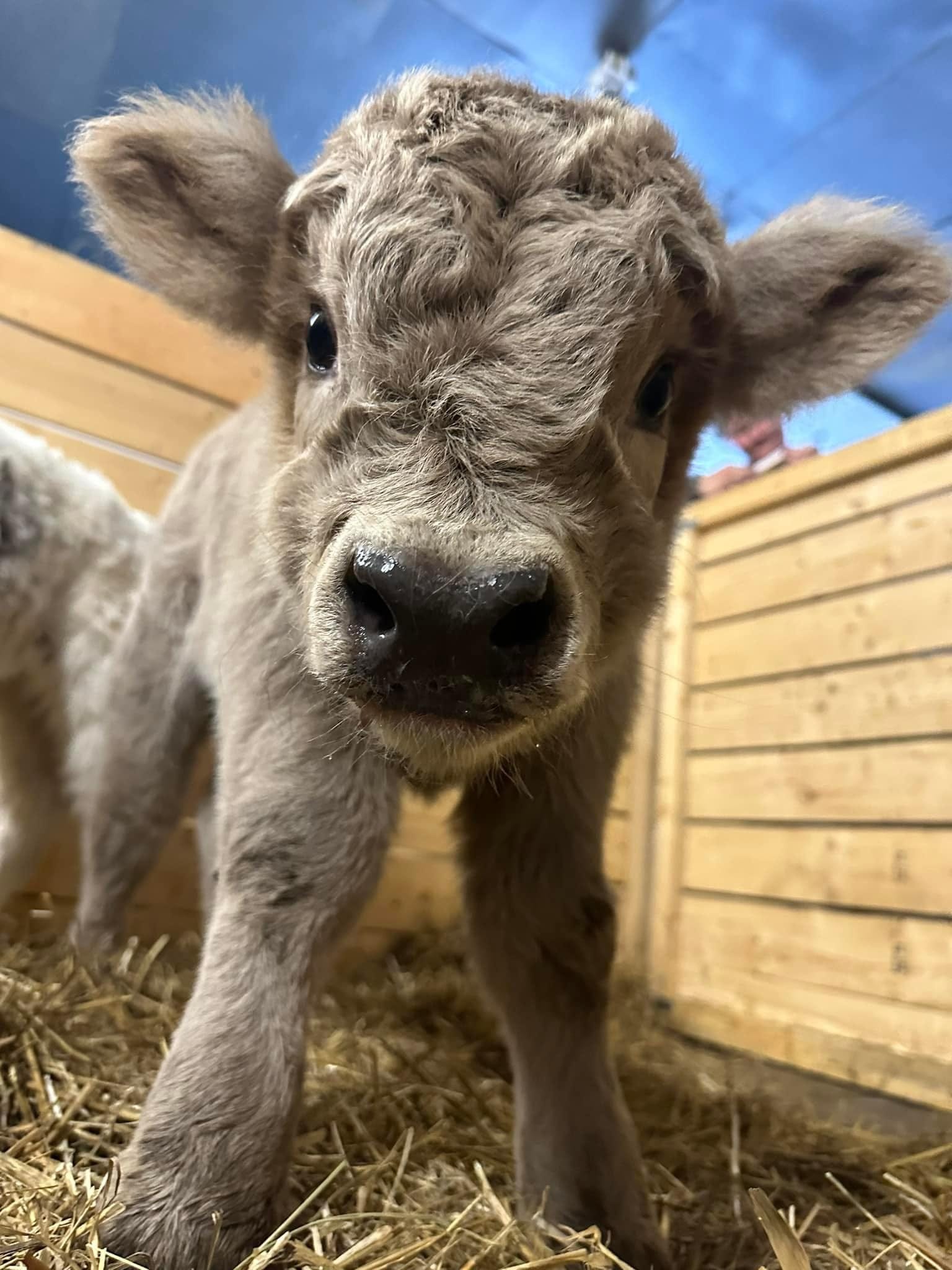 Open House on Nov 11th (with mini cows!)
