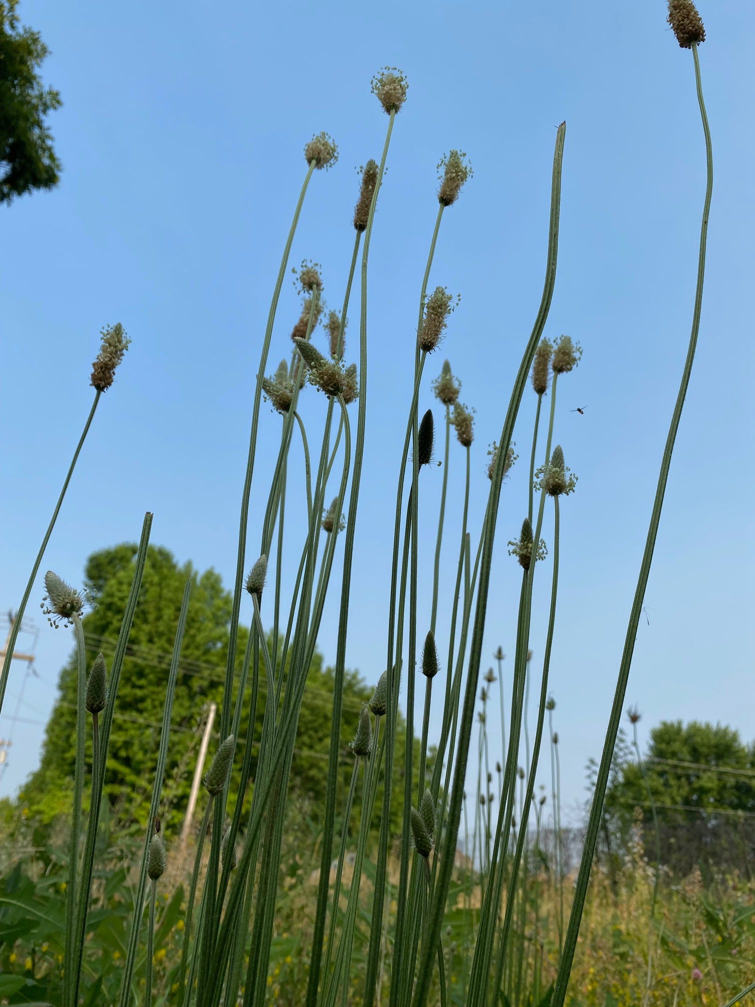 The Plantains 1 - by weedom1 - weedom