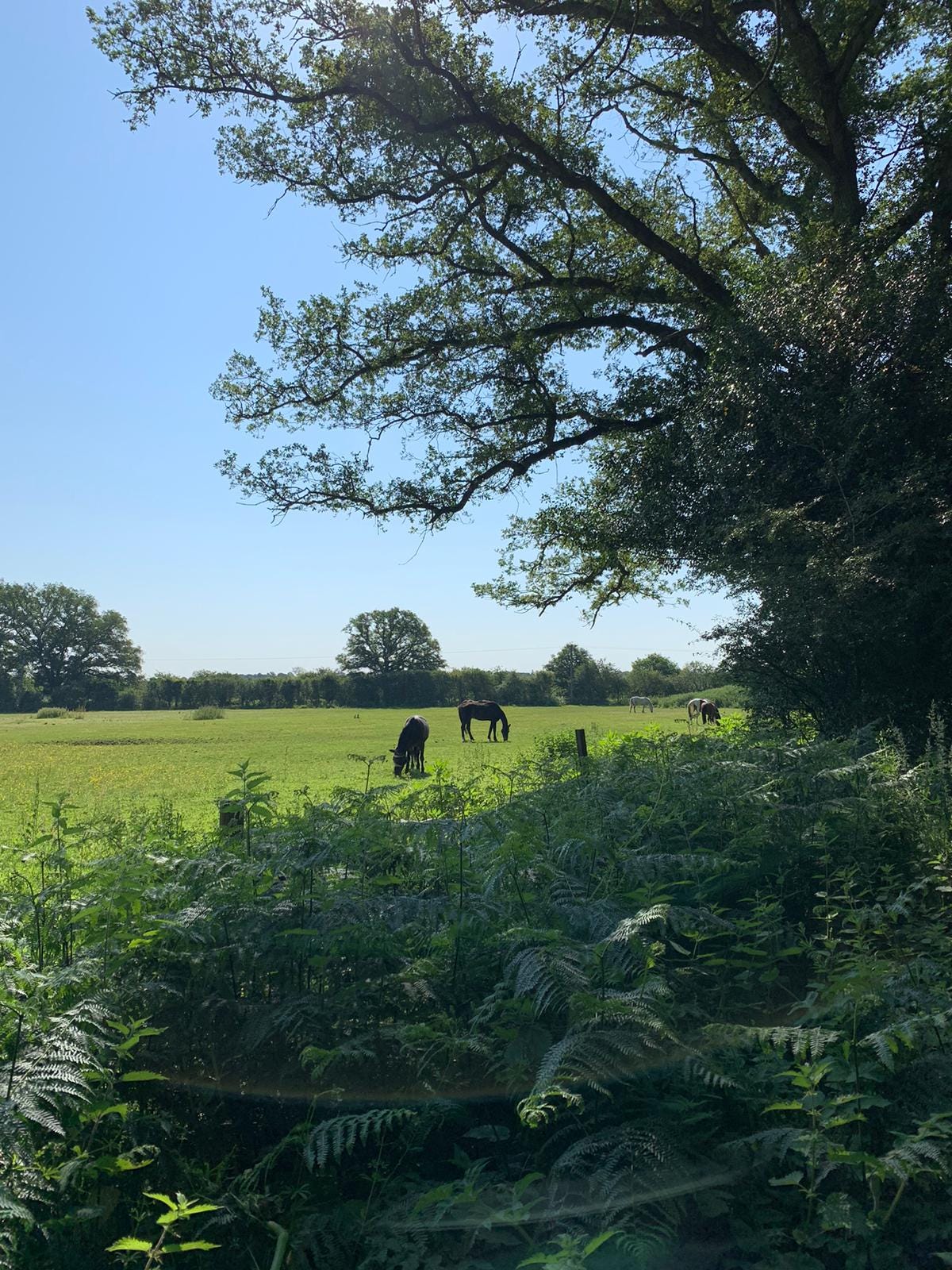 This Substack isn't growing - by Claire Mackinnon