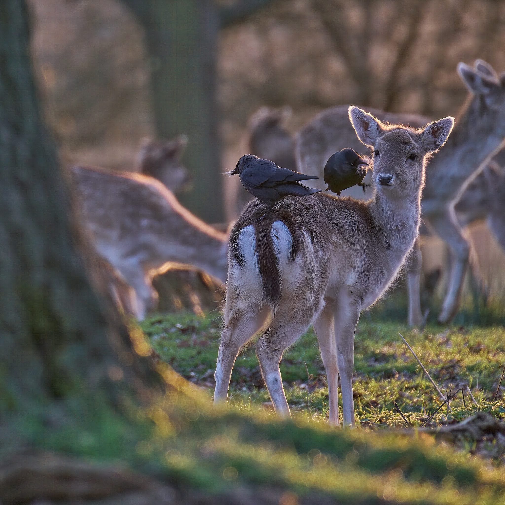Species Spotlight: Jackdaws Part 1 - by Artur Borkowski