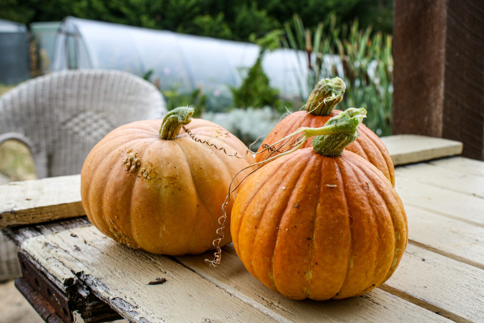 Cheat Sheet: Pumpkins, Melons, Cucumbers & Squash.