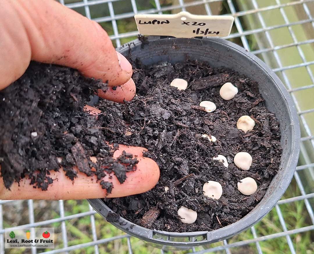 How to Test the Germination Rate of Your Saved Seeds and Store Them