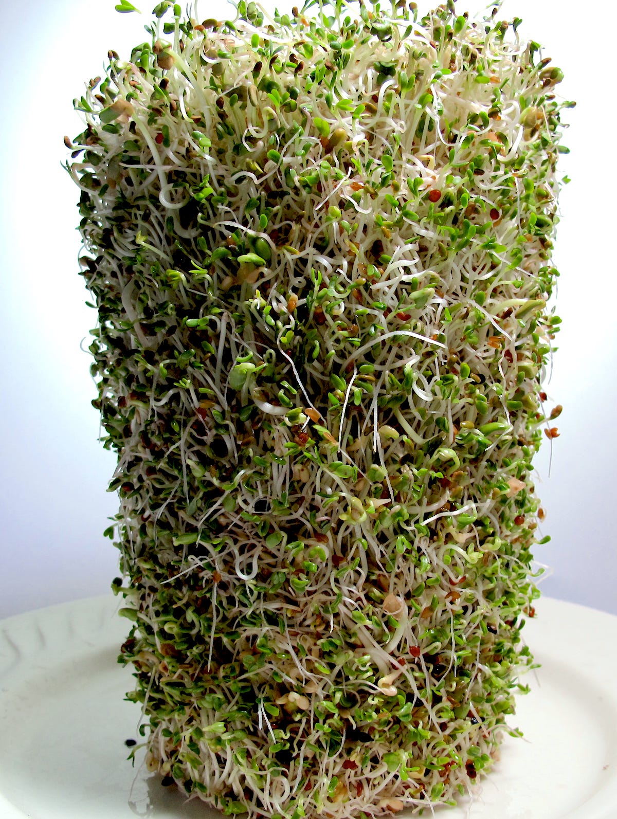 🌱 Our 30th Anniversary 🌱 - Sproutpeople’s Newsletter