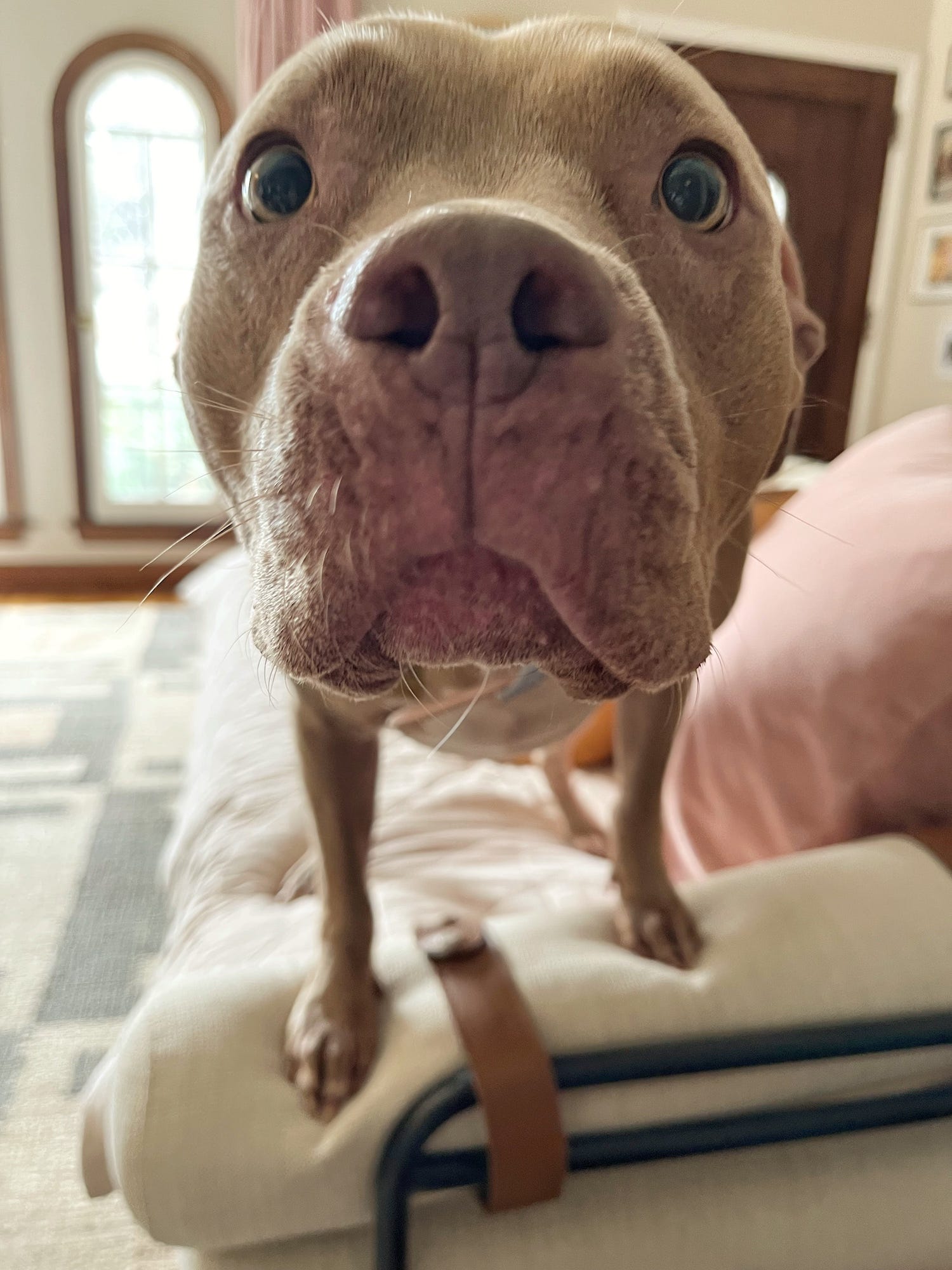 For The Love of Dog! - by Orlando - The Lost Arrow