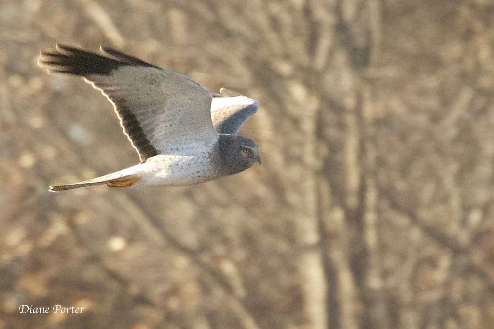 Northern Harrier Skating - by Diane Porter - My Gaia