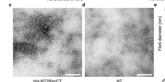 Spider Silk Polyamide Polymers Applications In Self Assembly ...