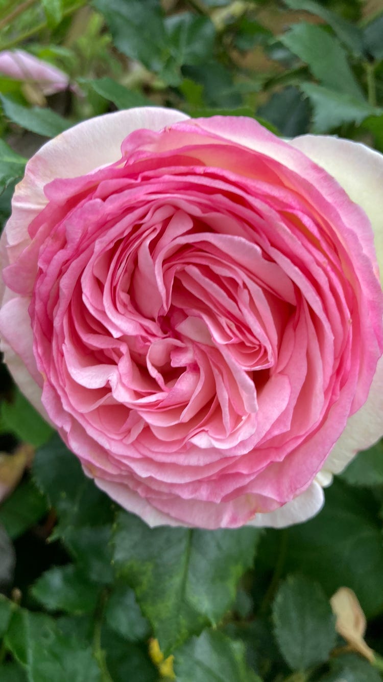 under-the-radar… - by kitten seeking answers