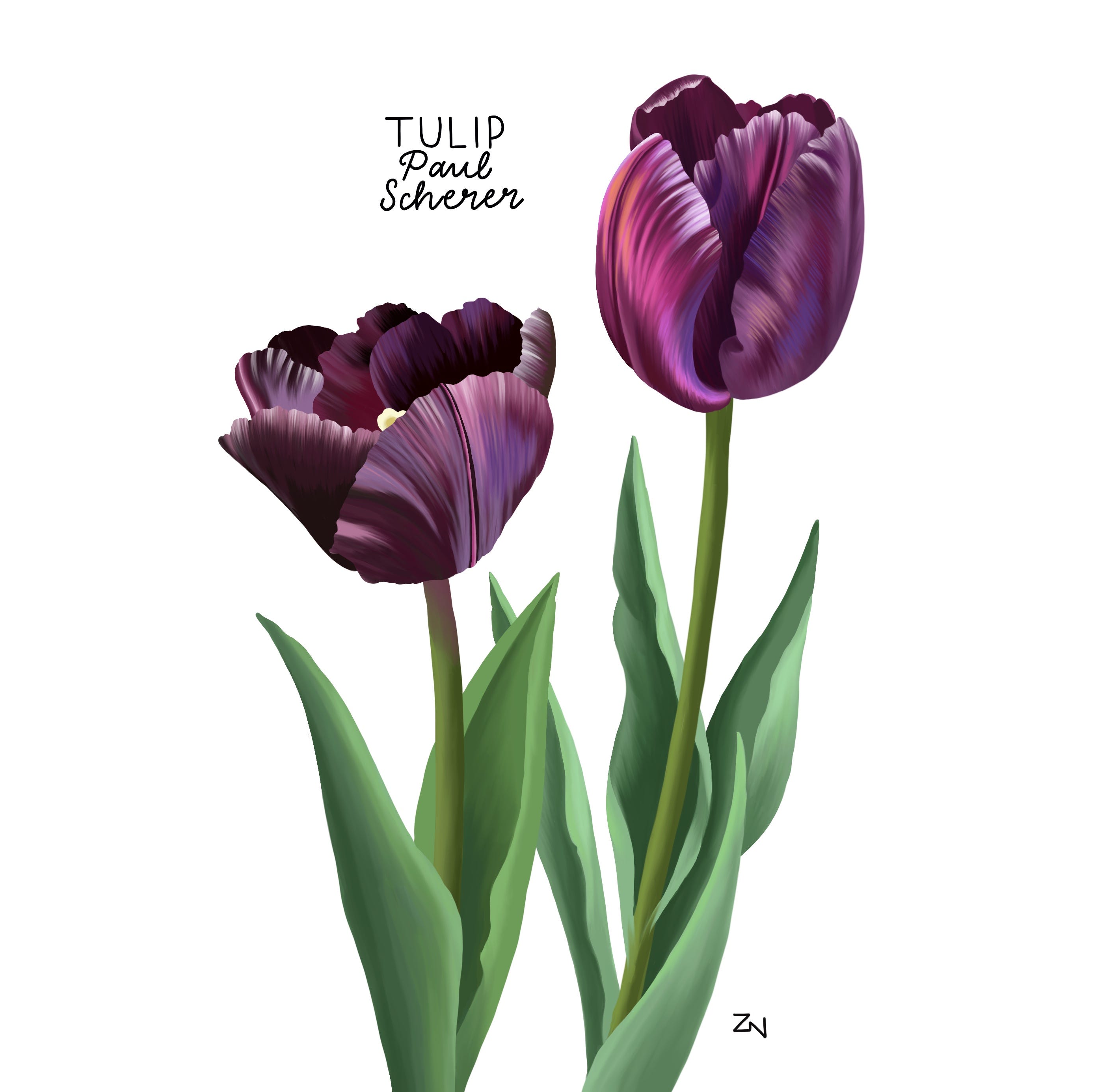 Tulip Mania - by Zoe - Garden Bliss