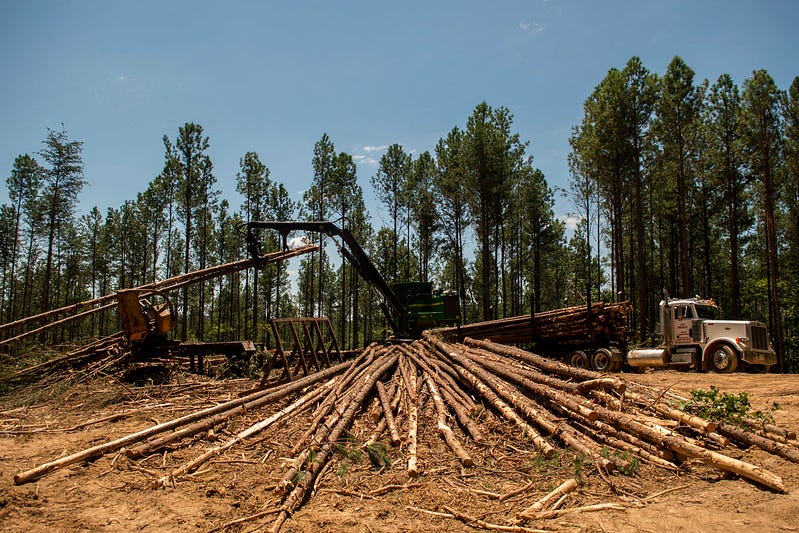 Around the Southlands: cutting trees to save the climate