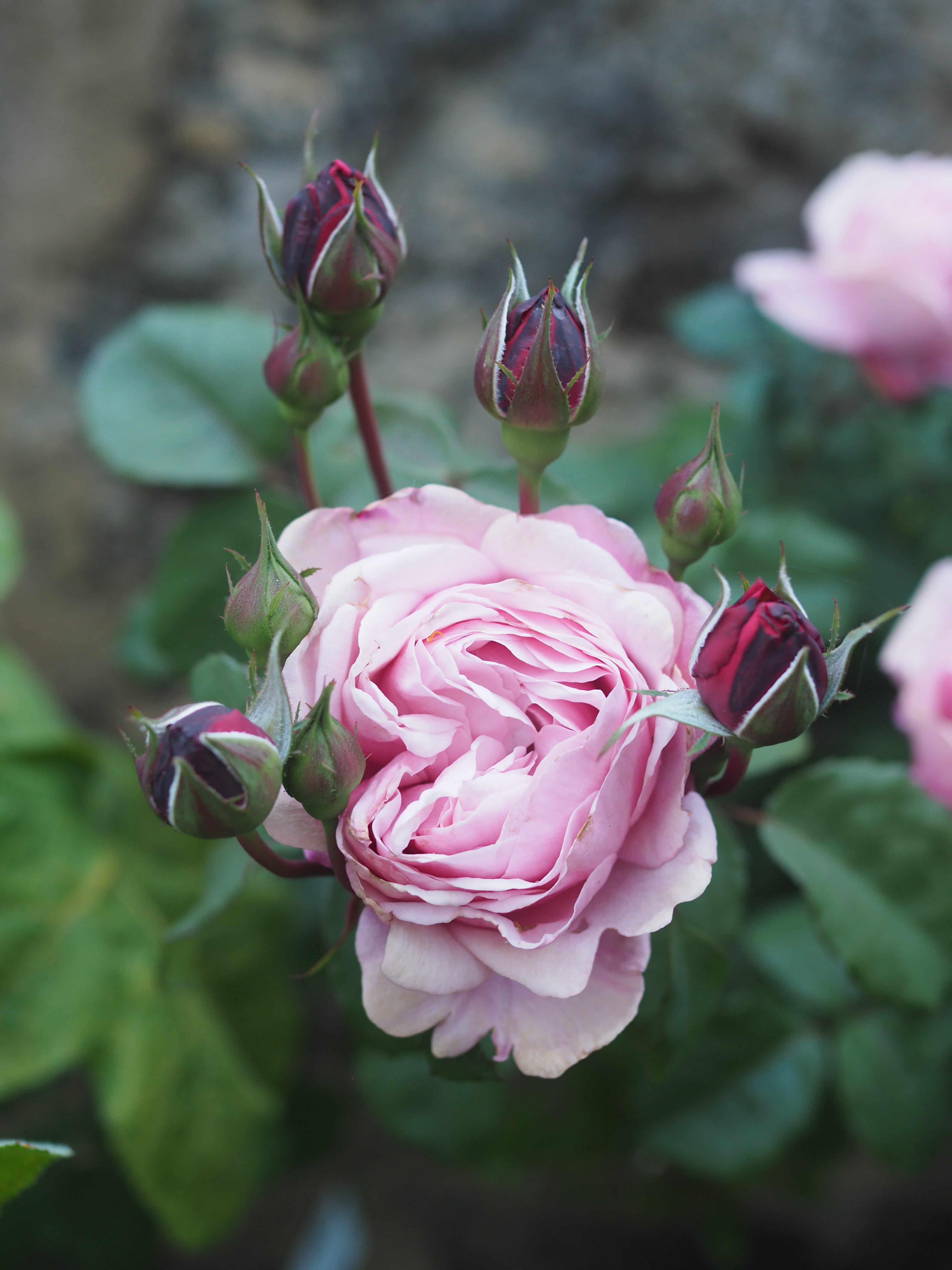 How to garden on the bad days - by Casey Lister - lofi life