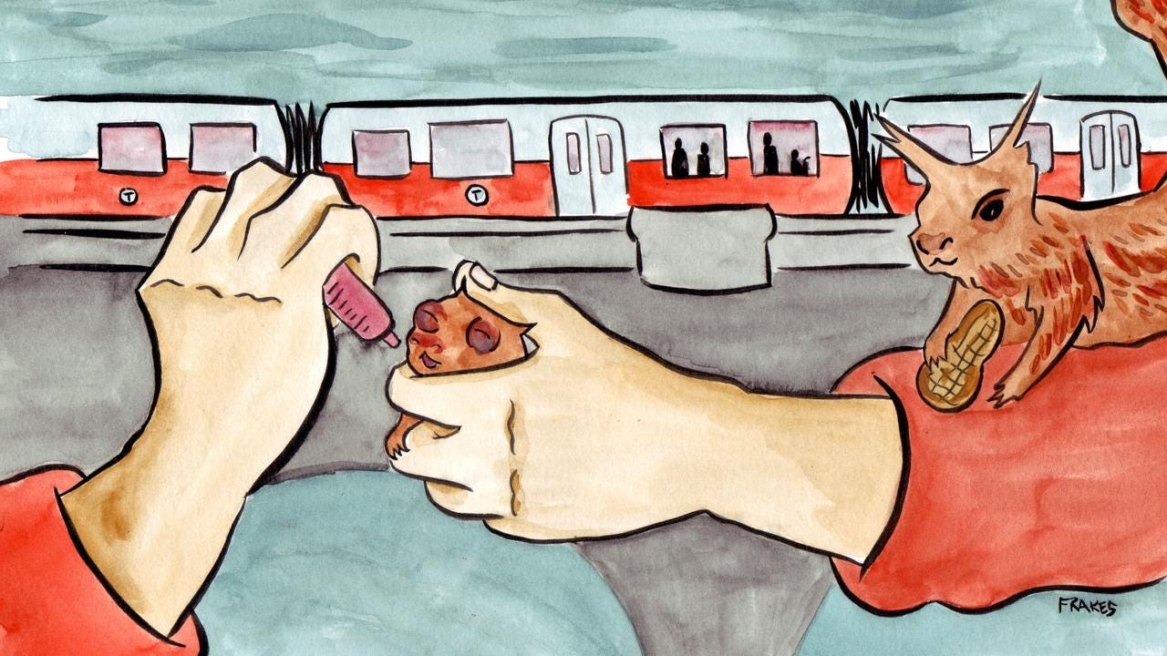 Bernie Goetz, Squirrel Vigilante - by Molly Socha