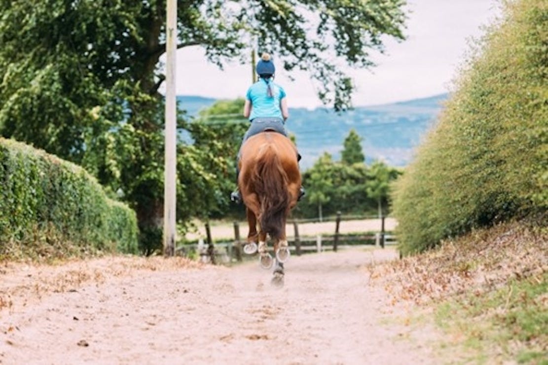 Summer sun and equine fun - Horse&Field