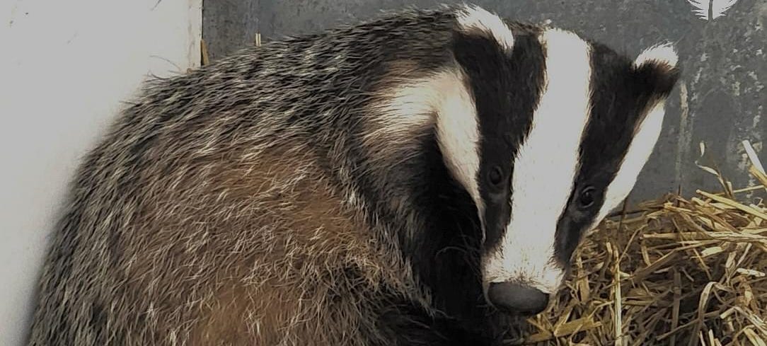 Ireland: Badgers, wildlife crime, and a dangerous legal precedent