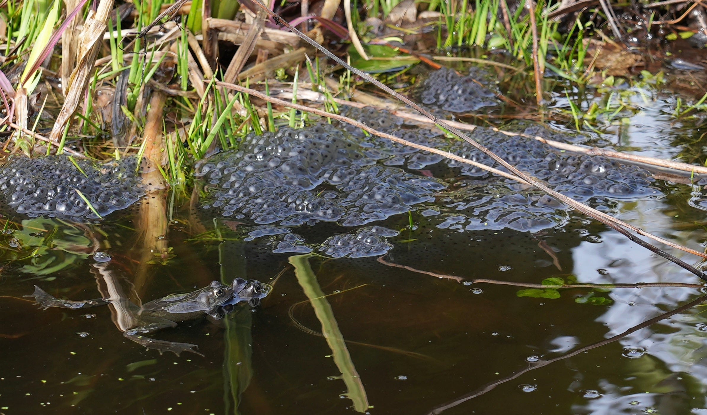 Ponds in garden ecosystems