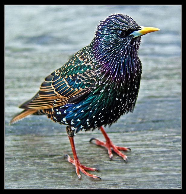 The Starling and Other Naturalized ('Invasive') Species on Our Farm
