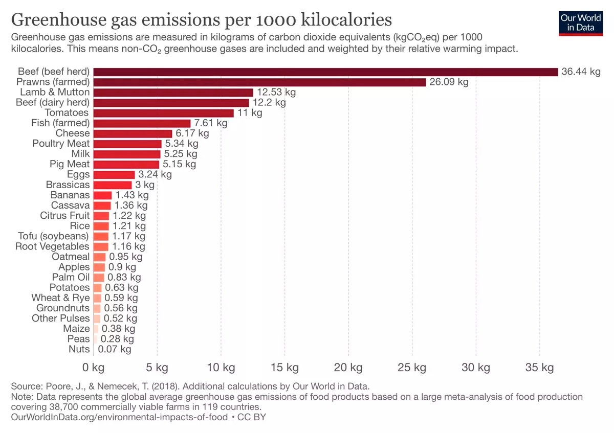 Cows burp a lot of methane. Does it cause climate change?