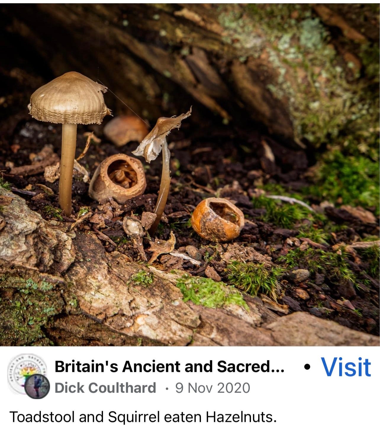 Squirrels and Willows - by Amanda Claire Vesty