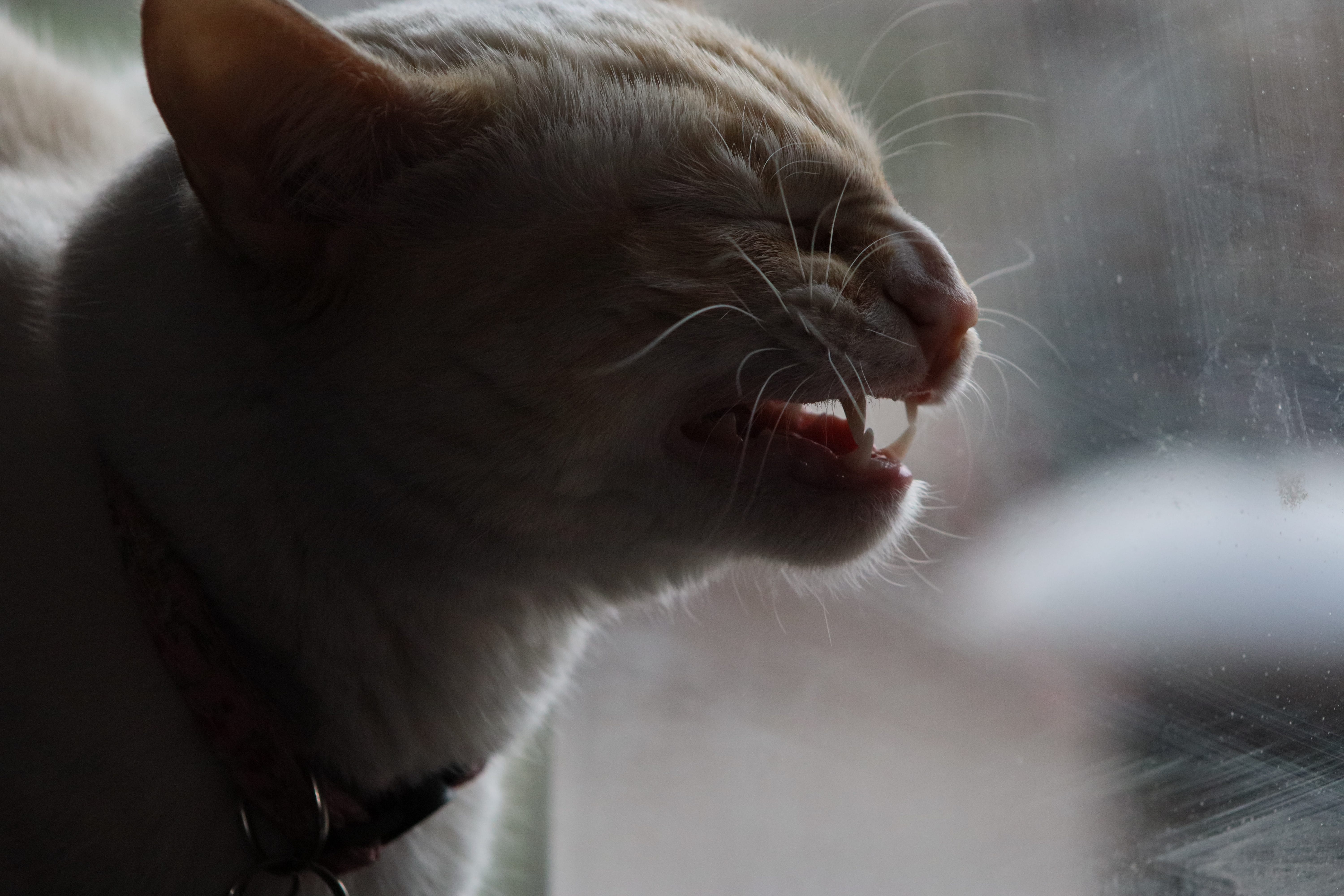 The Domestic Tiger - by Cedar Sanderson - Cedar’s Substack