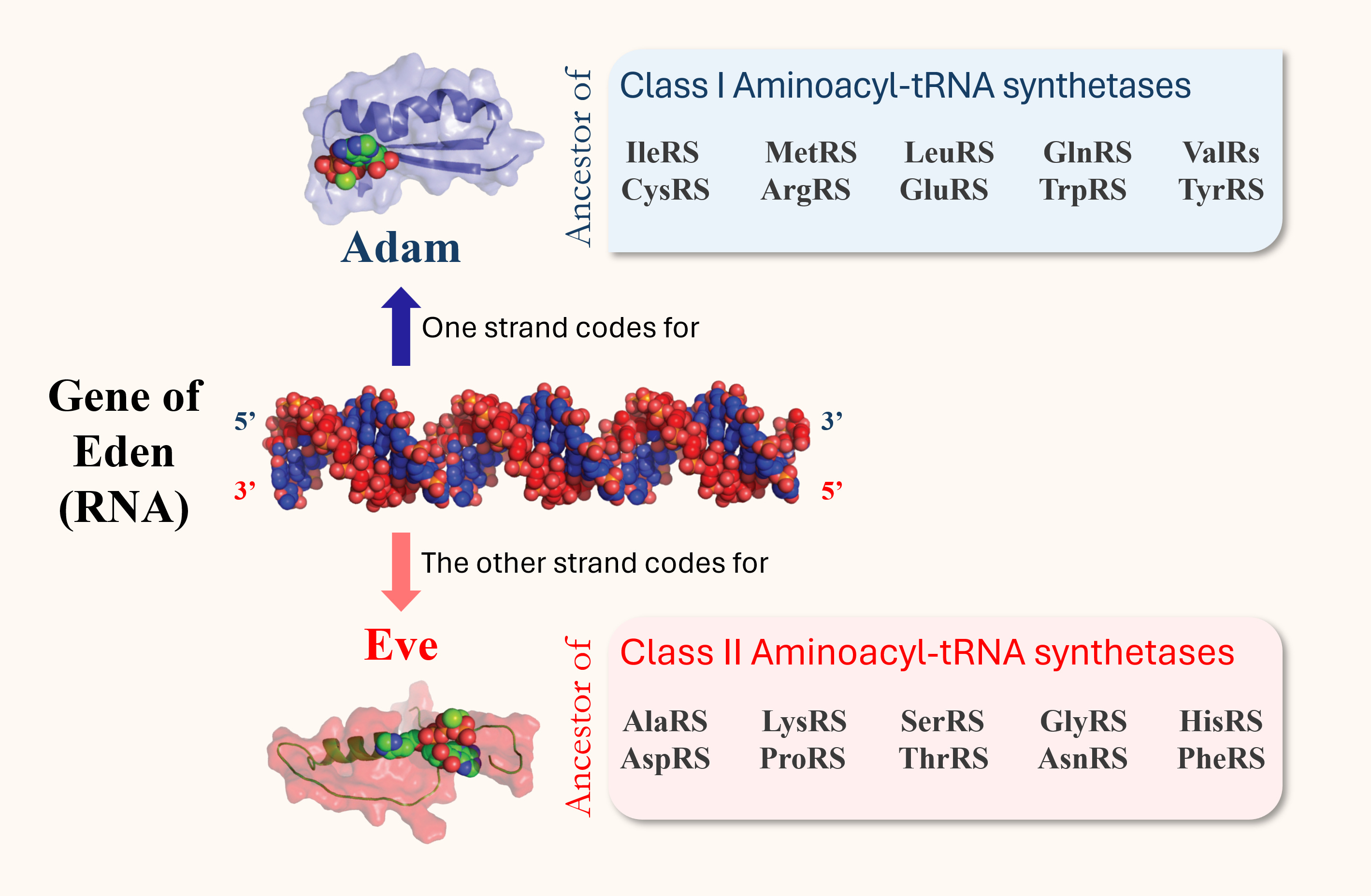 Adam and Eve Existed: They Created the Genetic Code