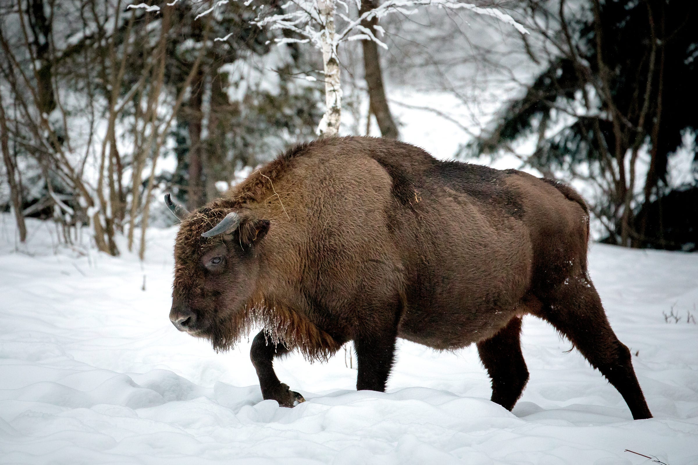 Where The Wild Things Are - by David Bocking