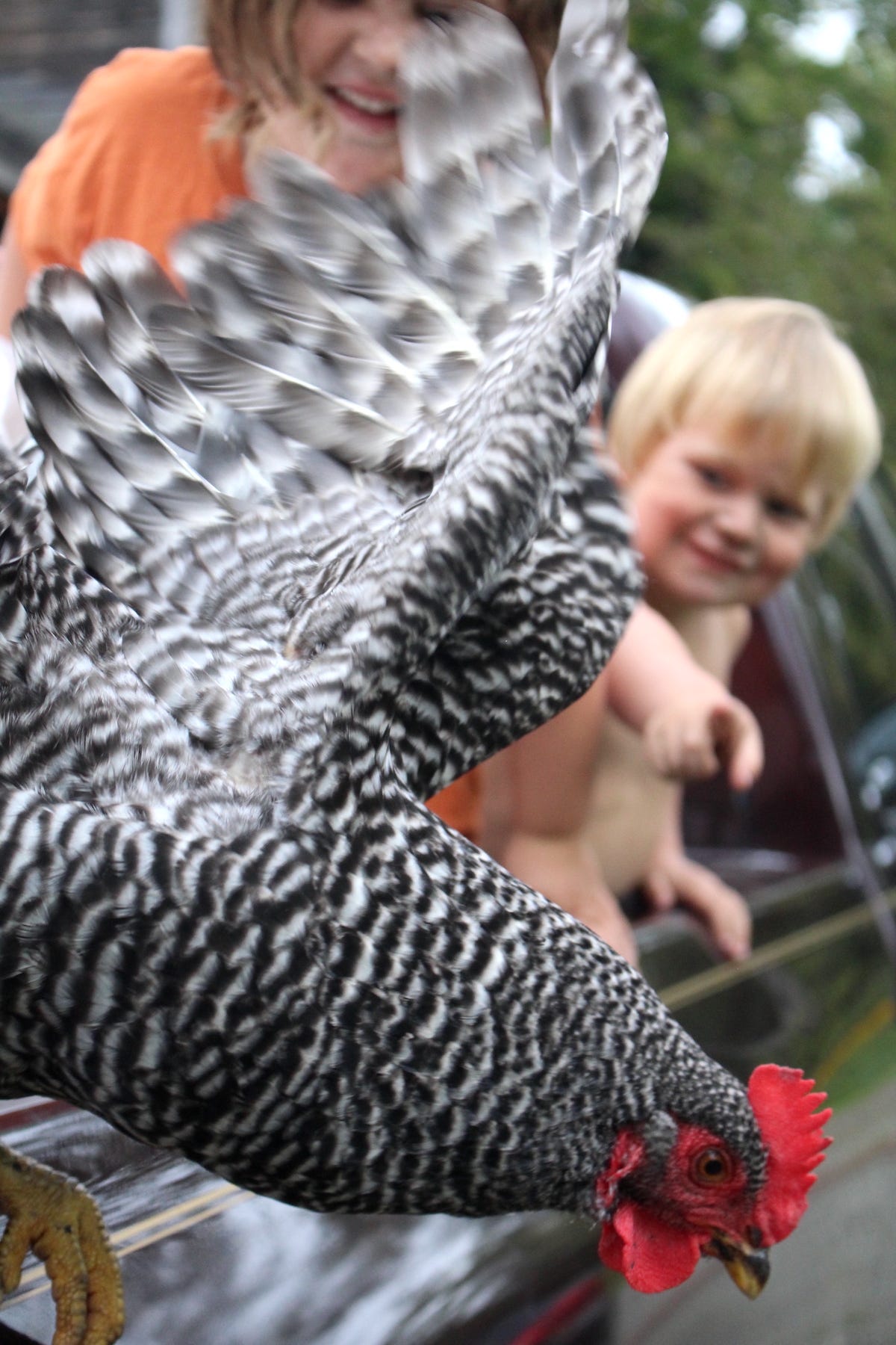 Backyard Chickens (for Beginners) - by Ashley Adamant