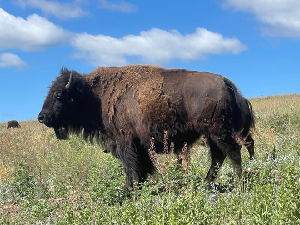 Melissa Burgess | Substack