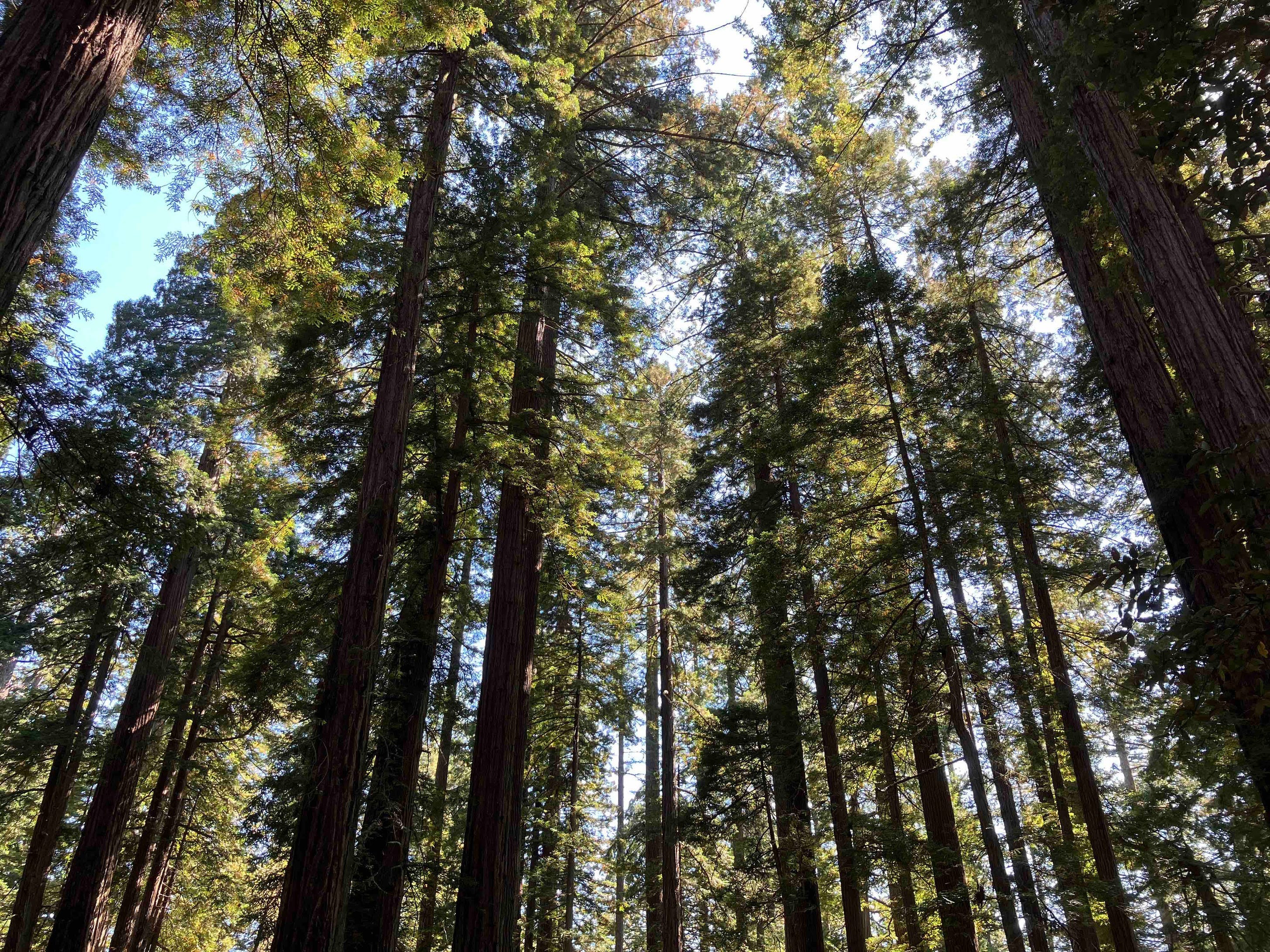 Essay: Walking Among the Redwoods - East Wing Magazine