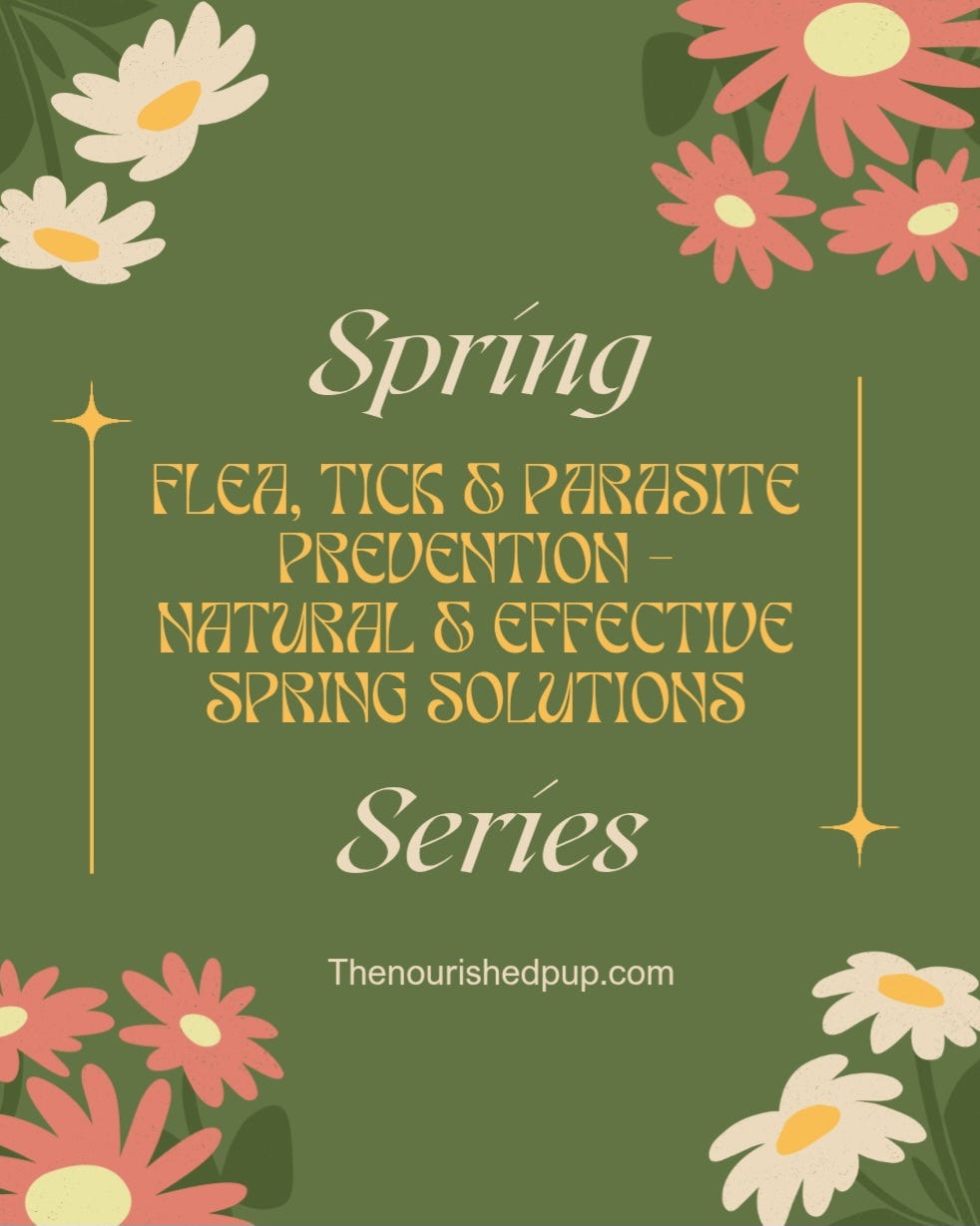 Flea, Tick & Parasite Prevention – Natural & Effective Spring Solutions