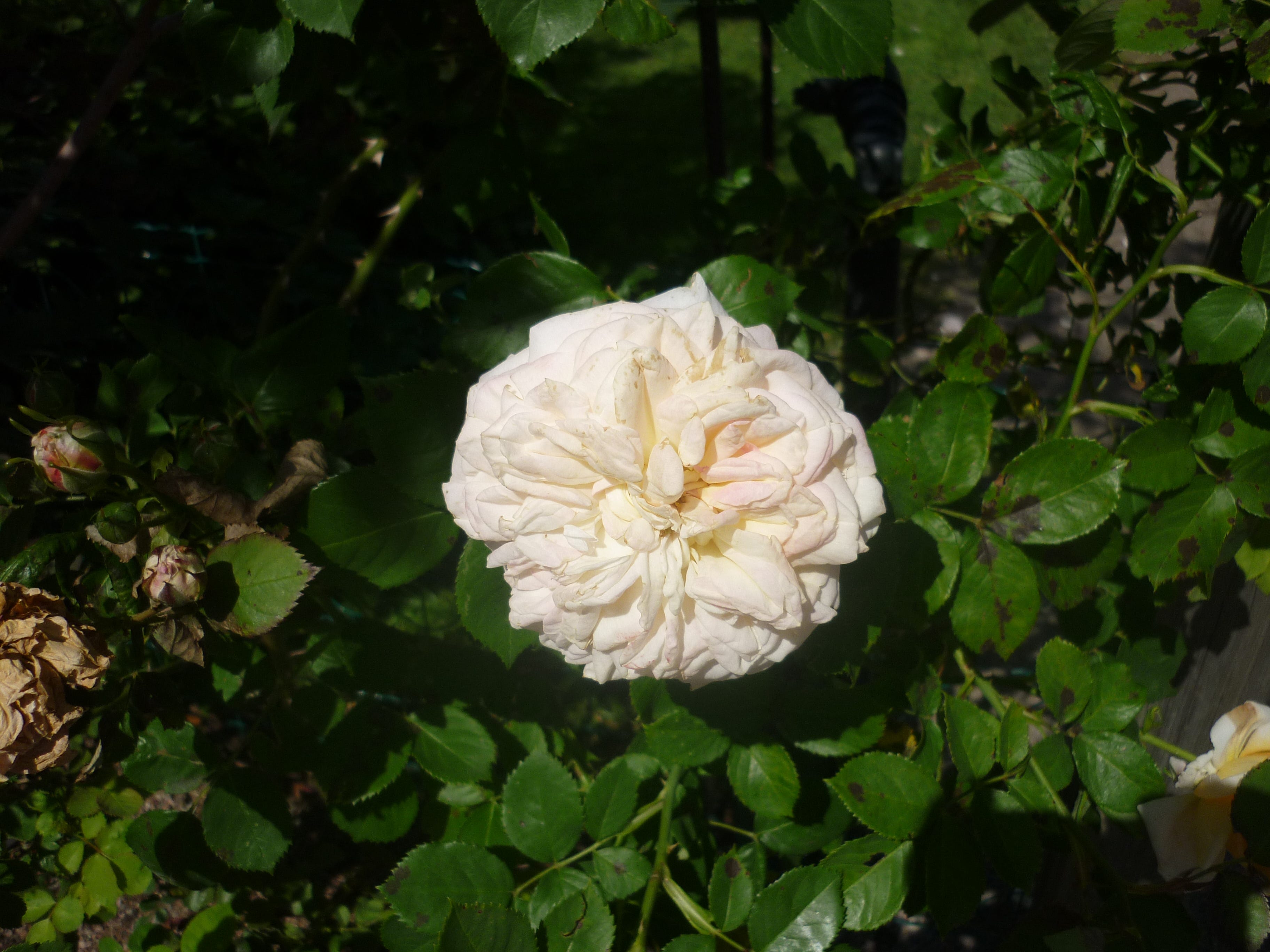 shame on you | poem - by David - Tumbleweed Words