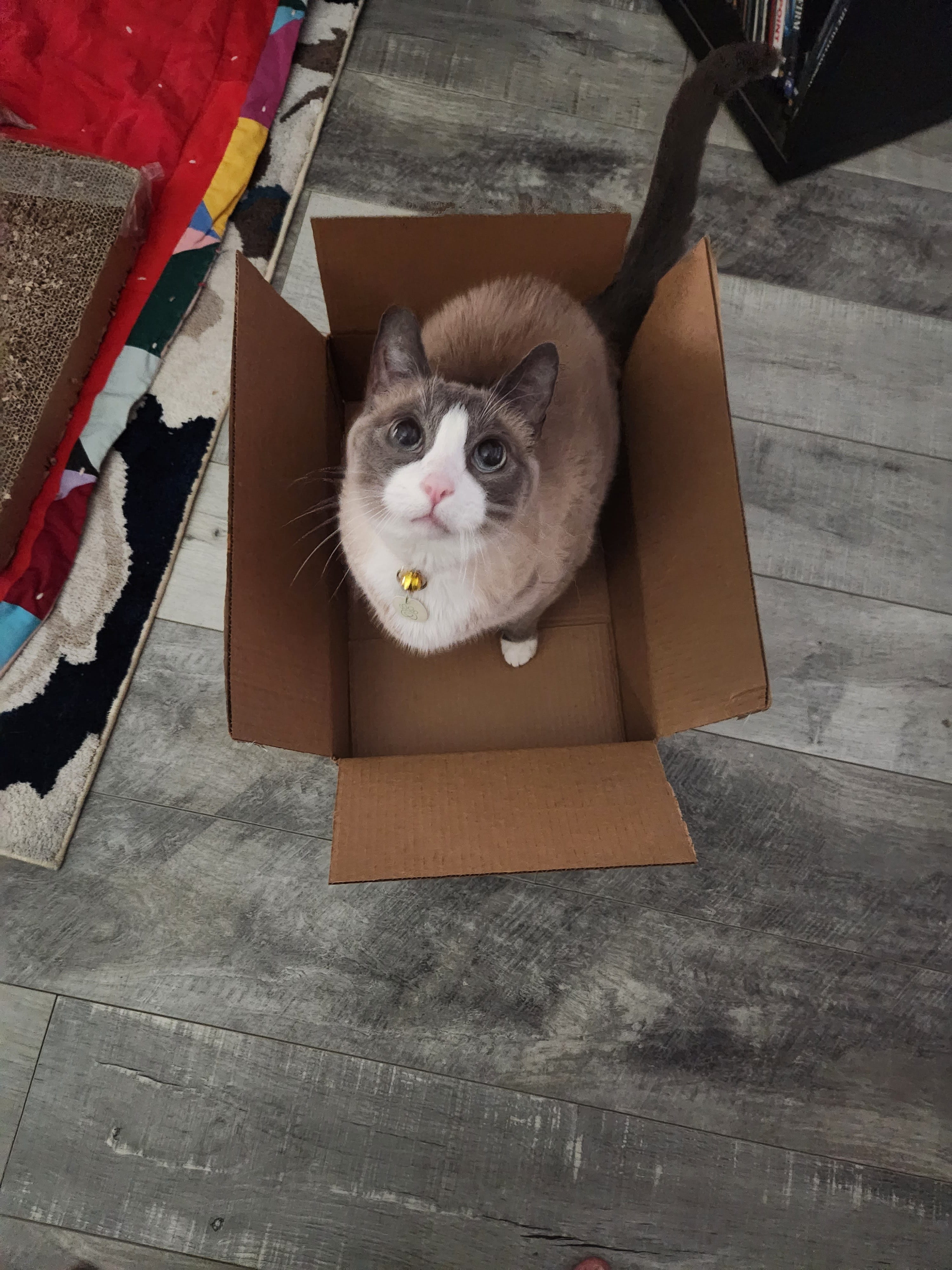 Welcome - by Trisha Thacker - Trisha’s Substack