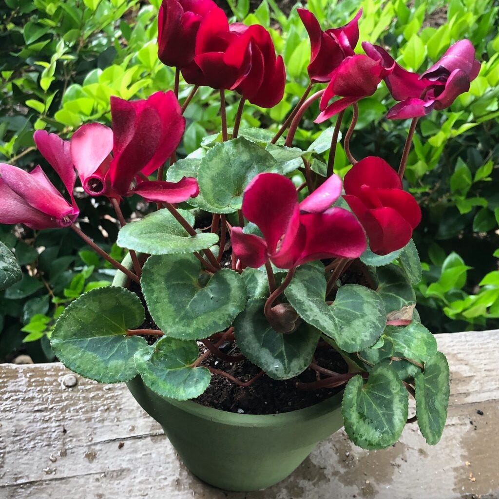 plants and mental health - by Mackenzie - the lovely road