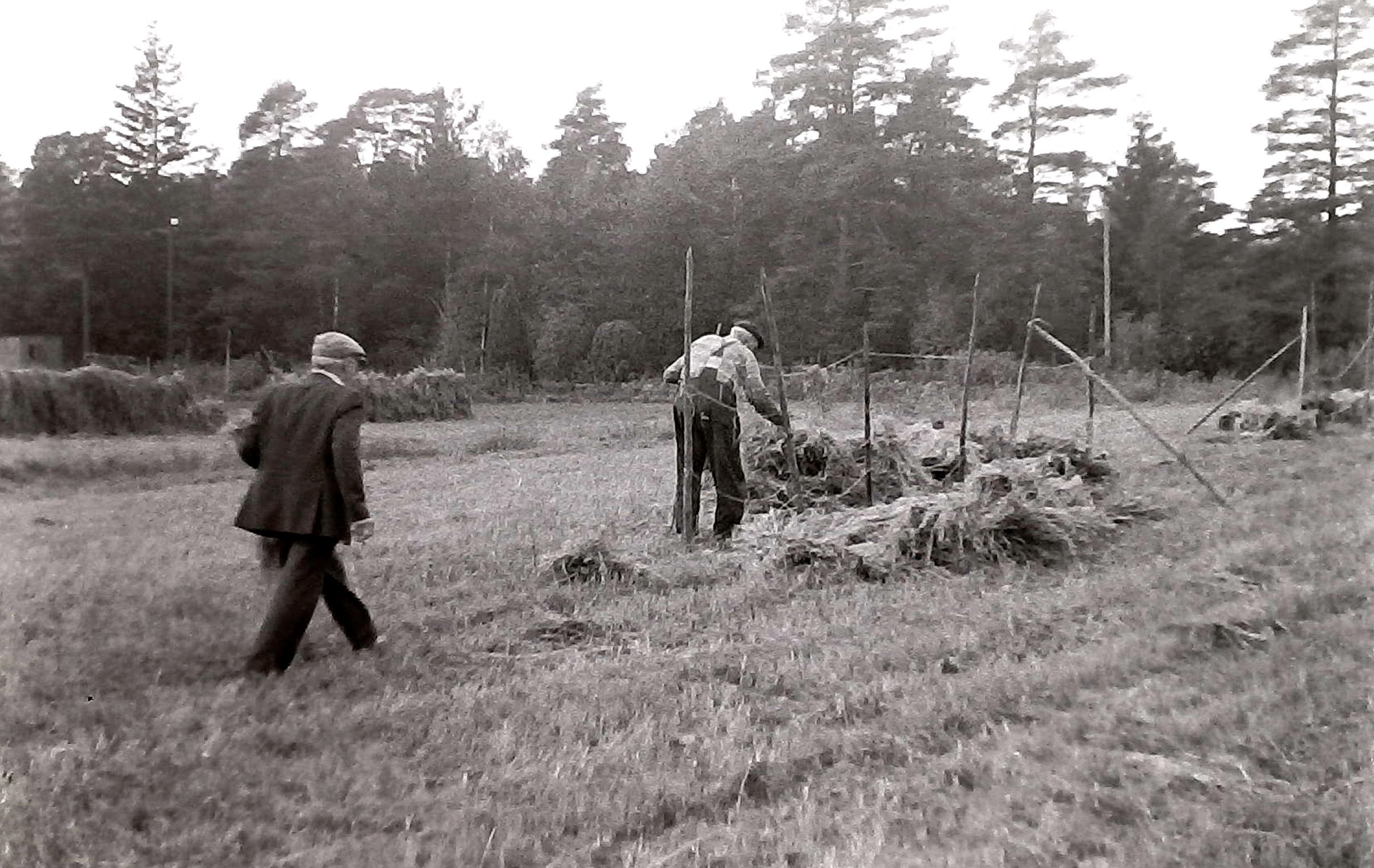 Skörd hos lahallspôjka - Dan Korns Substack